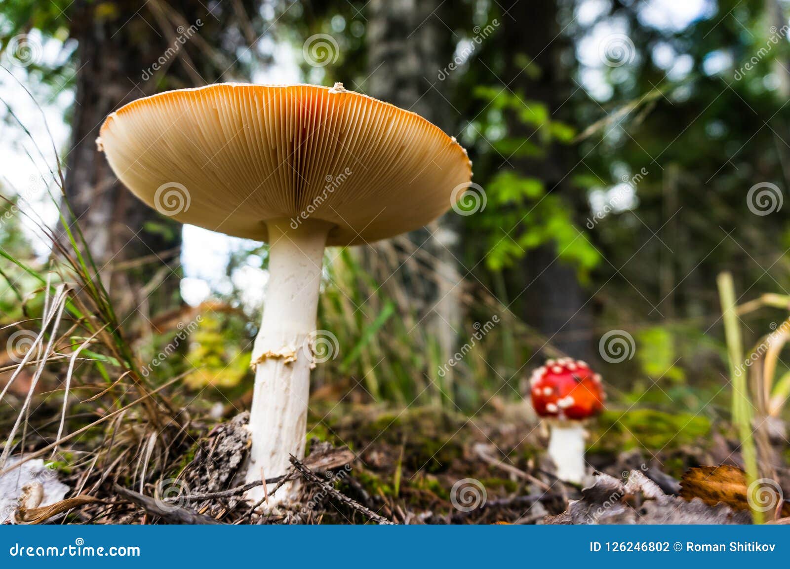 Forest Toadstools in a Huge Forest. Stock Photo - Image of plant ...