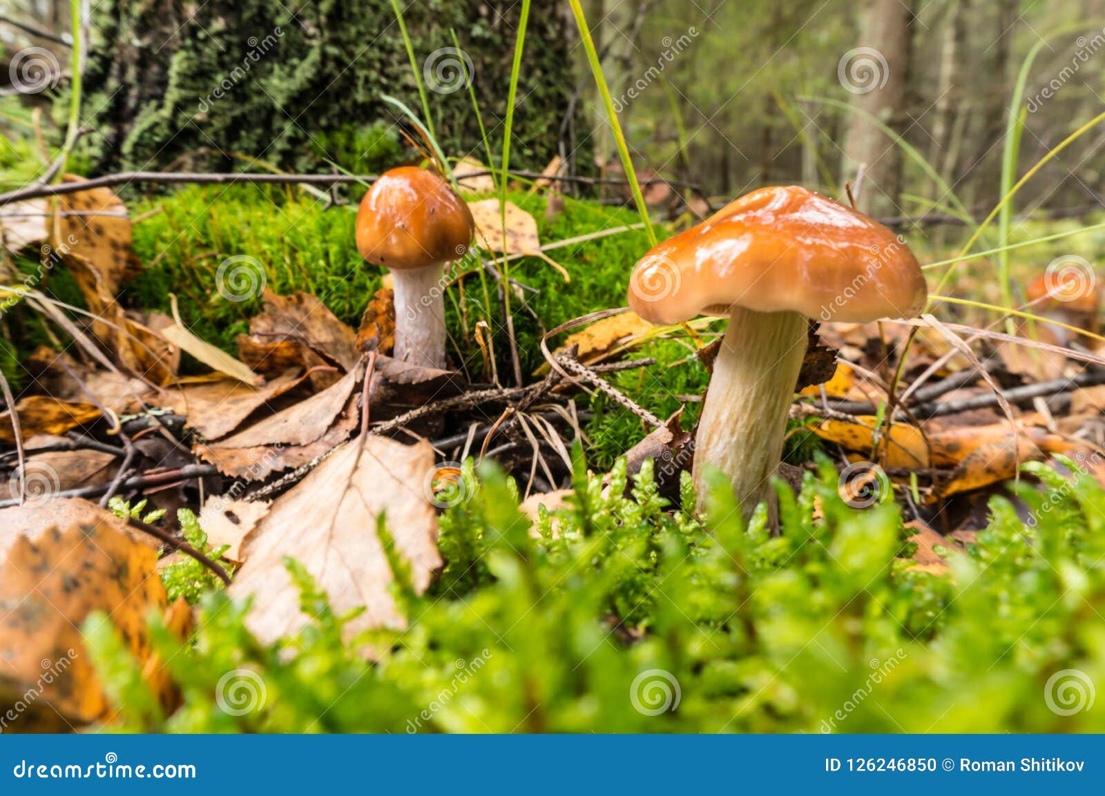 Forest Toadstools in a Huge Forest. Stock Photo - Image of amantia ...