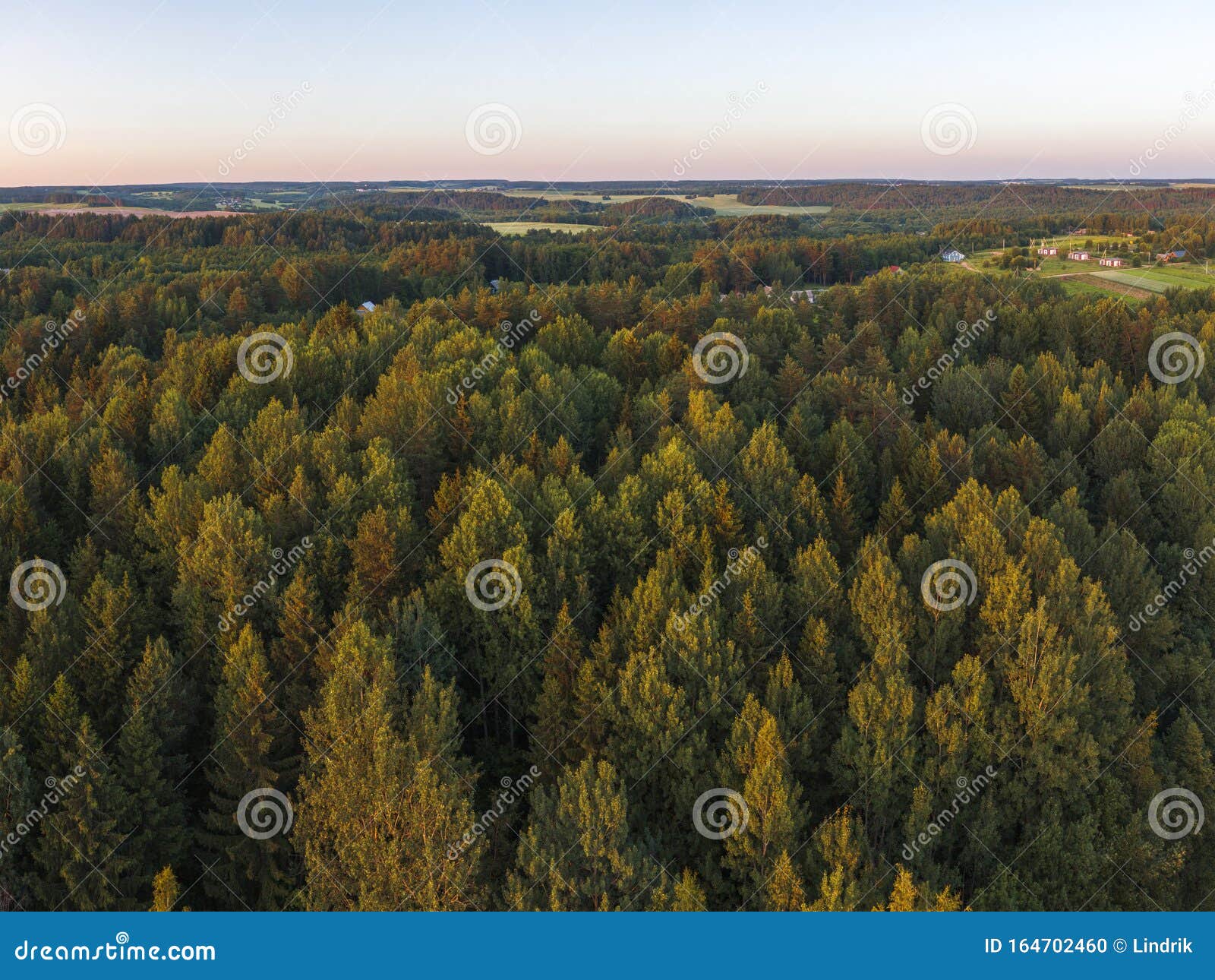 Forest on top stock photo. Image of natural, flora, season - 164702460