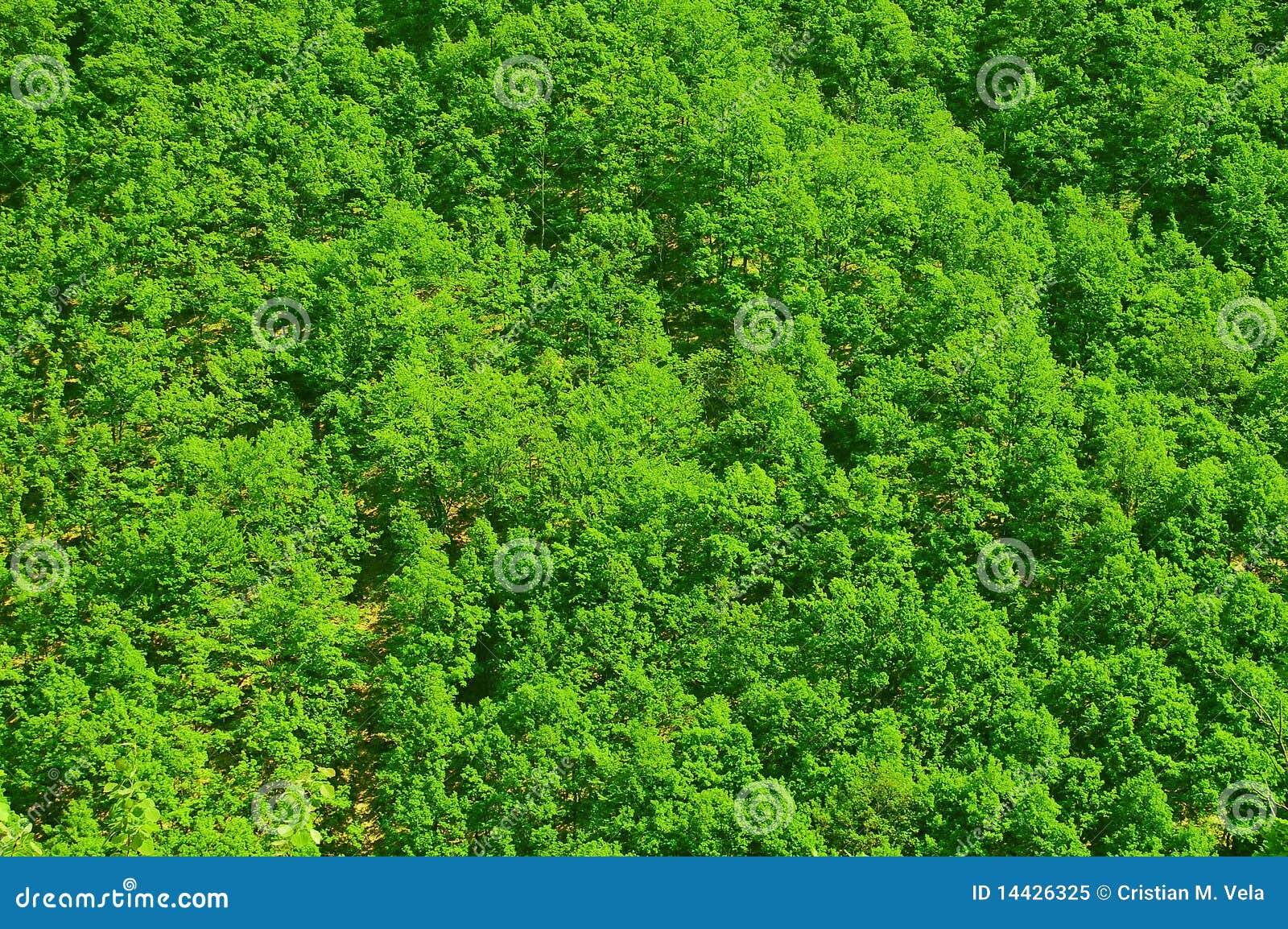 Forest top view stock image. Image of trees, outback - 14426325
