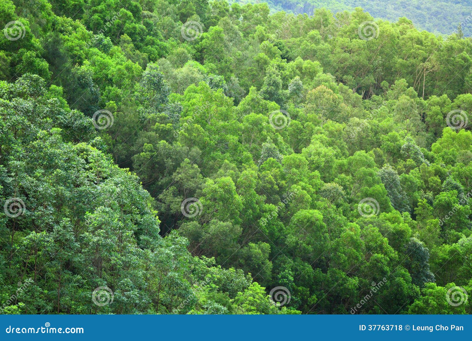 Forest from top view stock photo. Image of outdoors, hill - 37763718