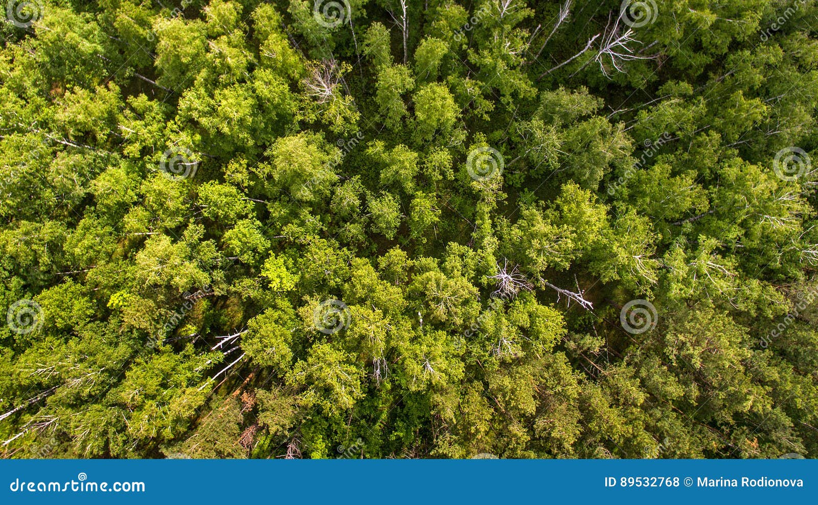 Forest from top view stock photo. Image of color, foliage - 89532768