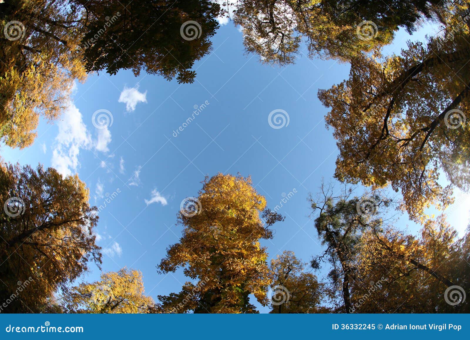 Forest top view from below stock image. Image of landscape - 36332245