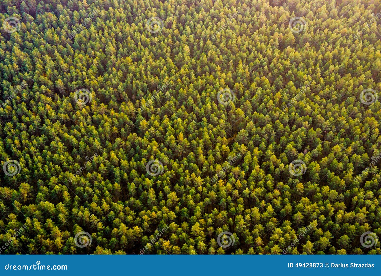 Forest top view stock image. Image of landscape, trees - 49428873