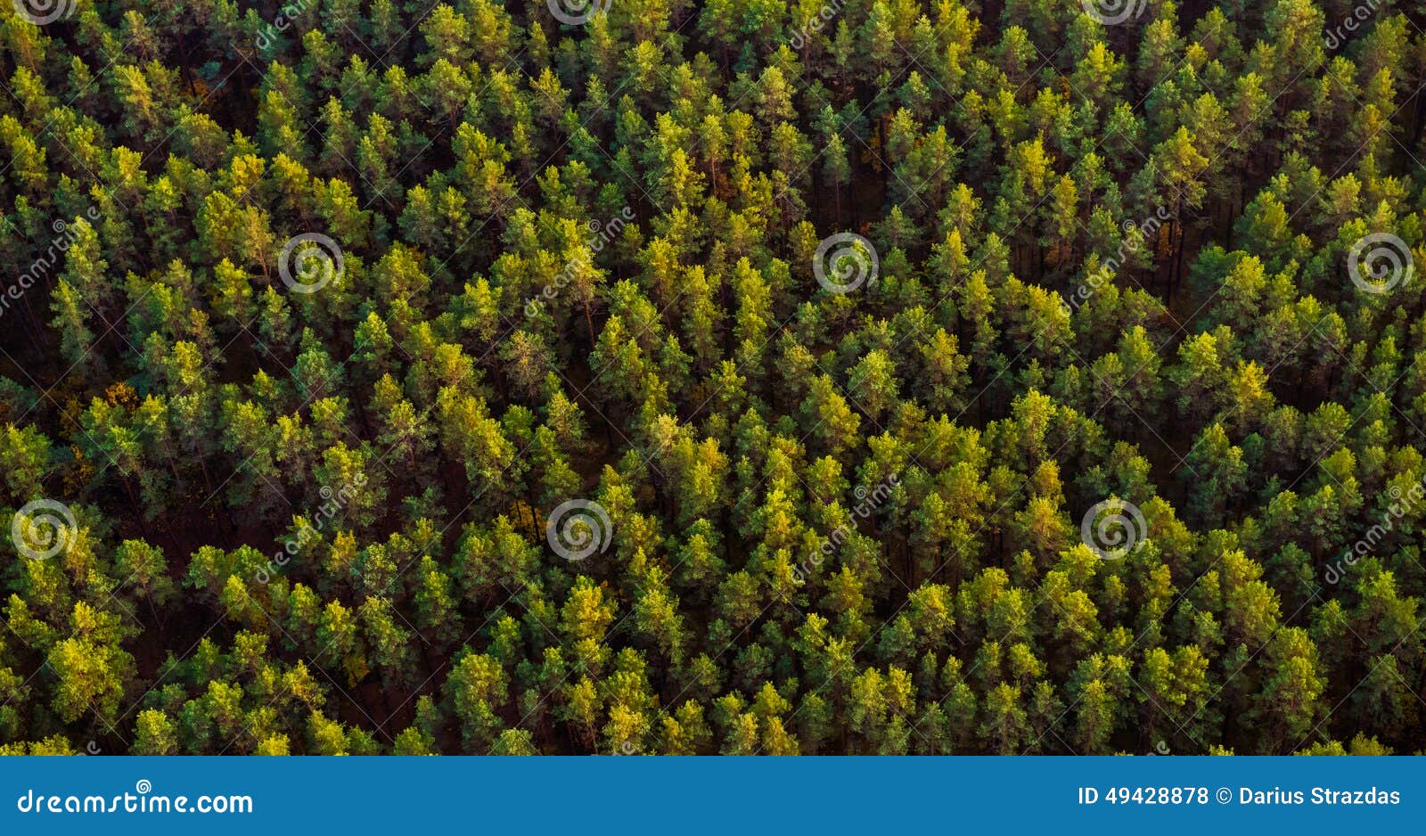Forest top view stock photo. Image of plant, season, coniferous - 49428878