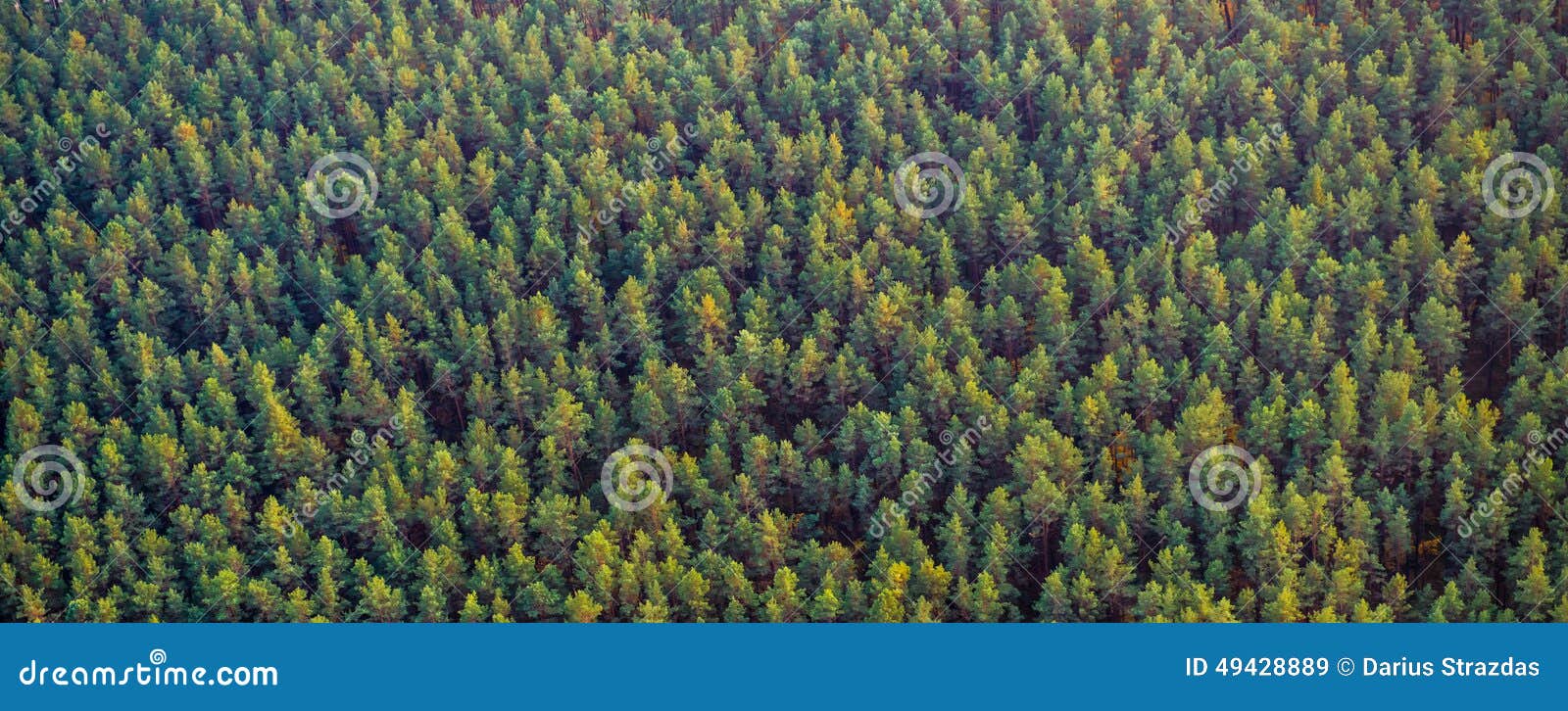 Forest top view stock image. Image of pines, seasonal - 49428889