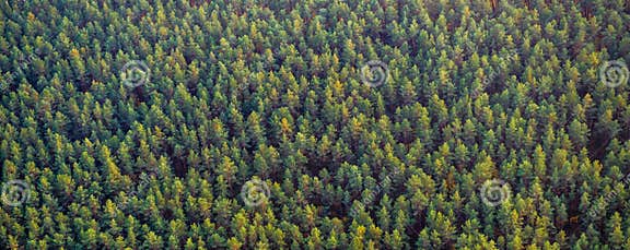 Forest top view stock image. Image of pines, seasonal - 49428889
