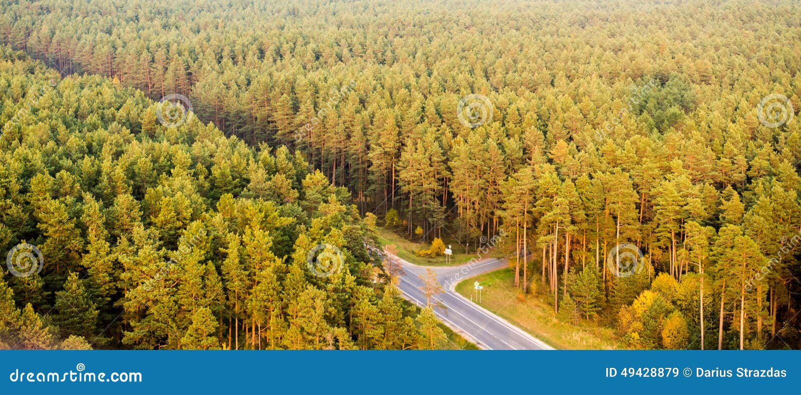 Forest top view stock image. Image of coniferous, pinus - 49428879