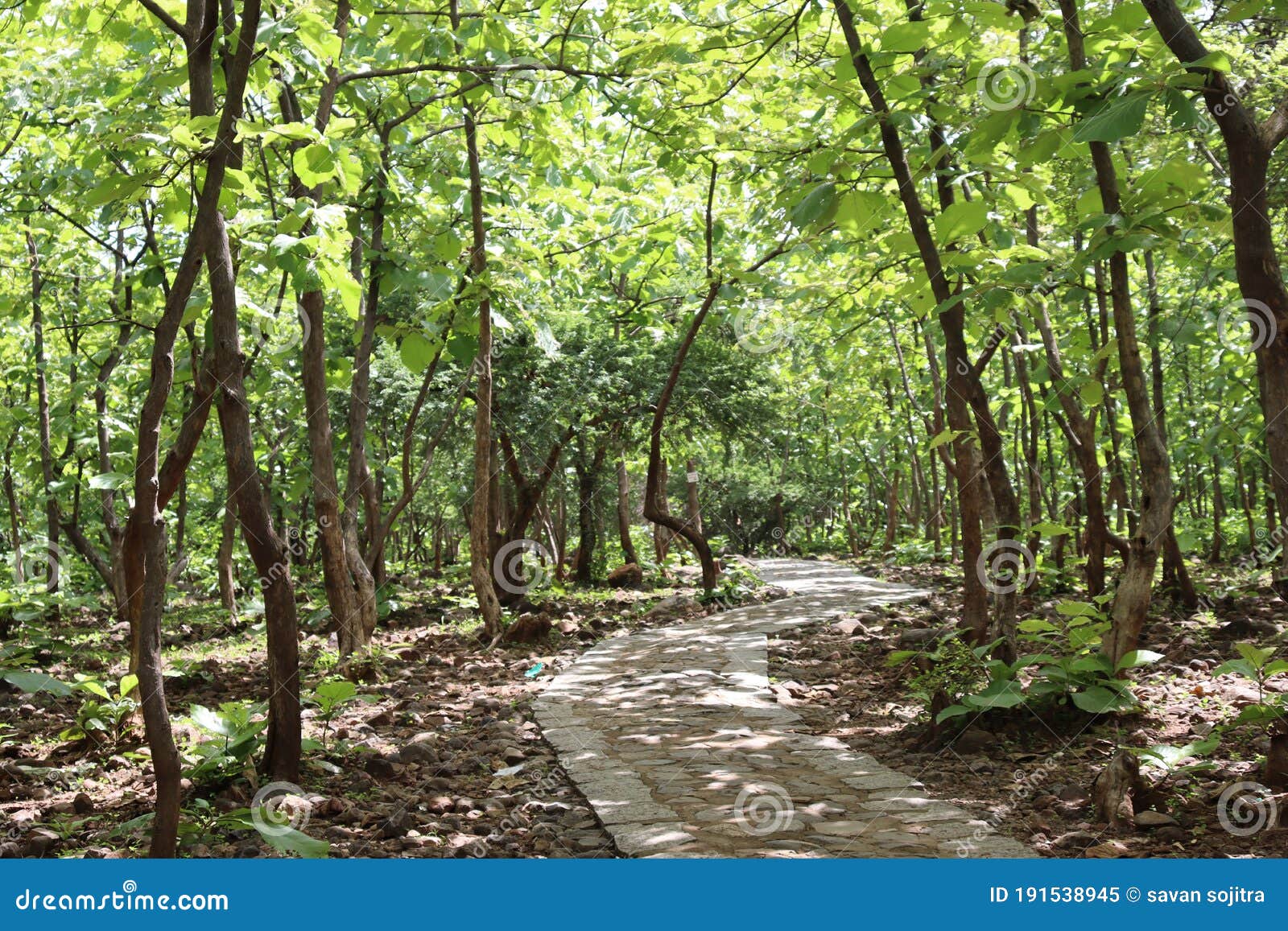 Forest Top View with Wood of Trees and Stones Pathway Stock Image ...