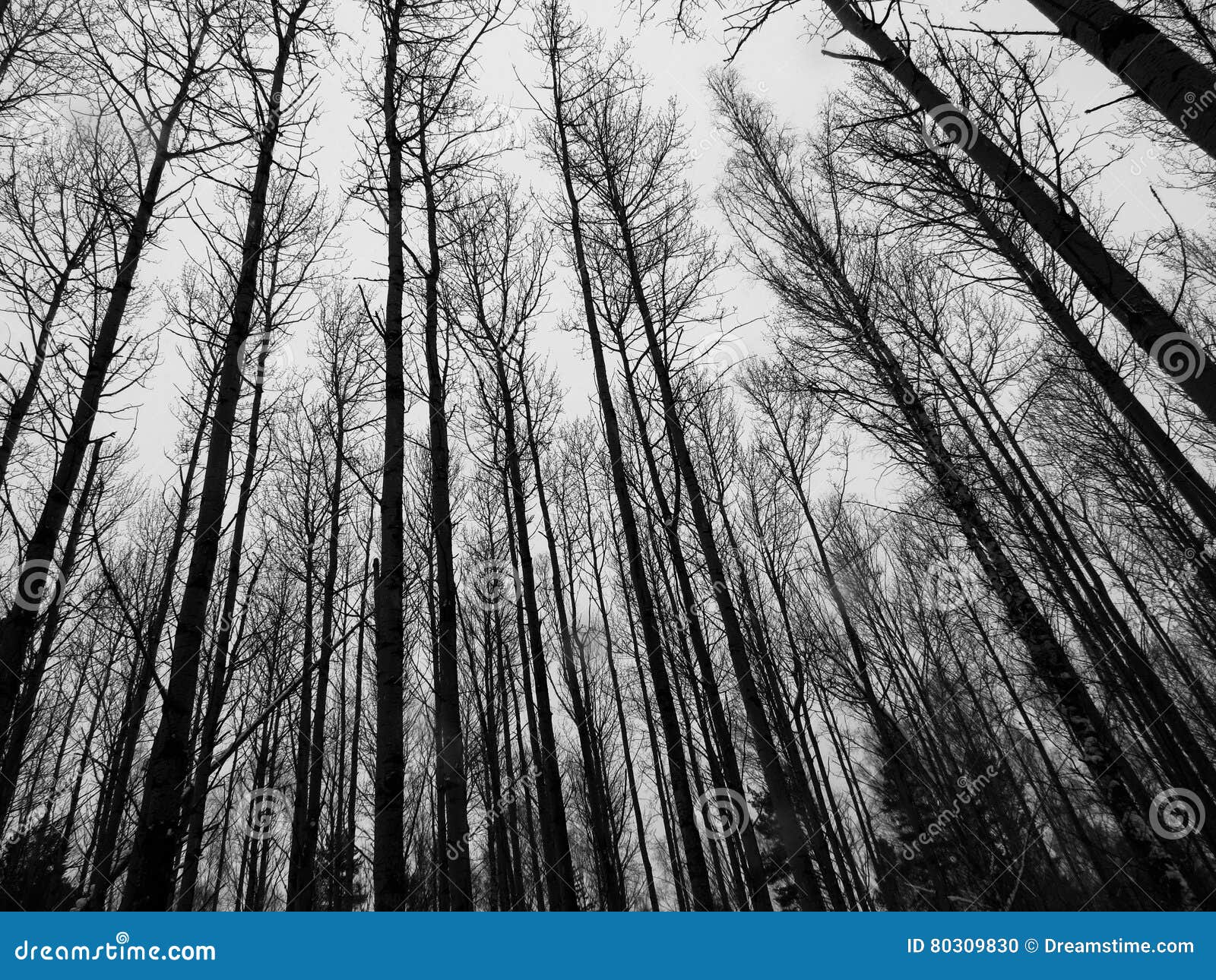 Forest stock photo. Image of park, depression, tops, trees - 80309830