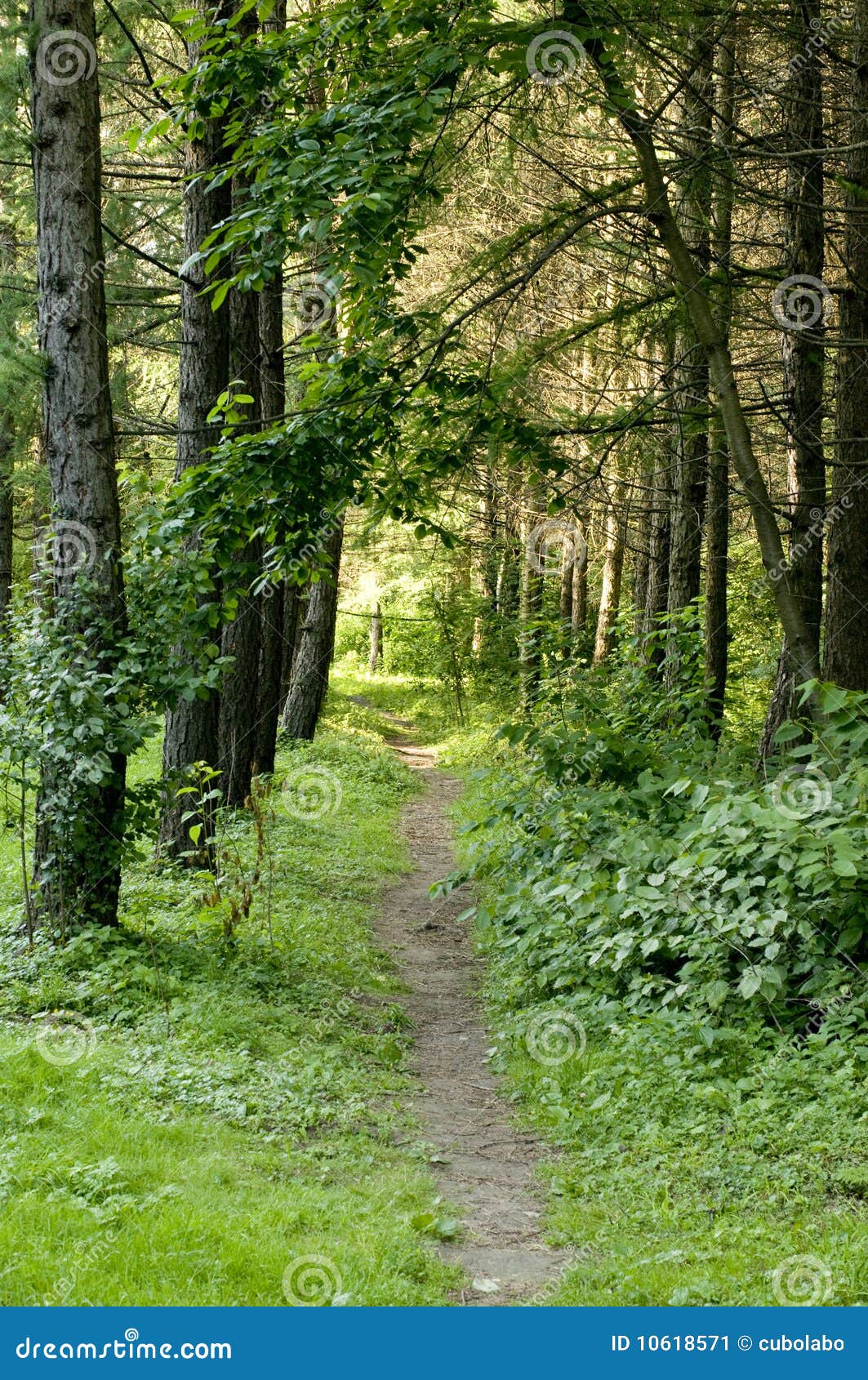 Forest track stock image. Image of road, trees, track - 10618571
