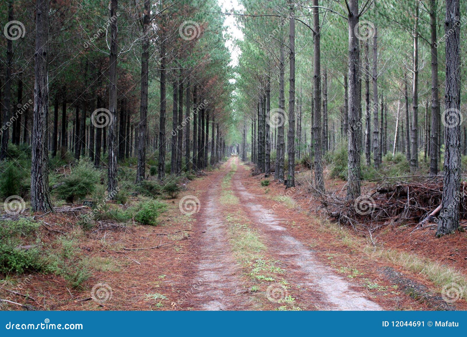 Forest Track stock image. Image of path, winding, tree - 12044691