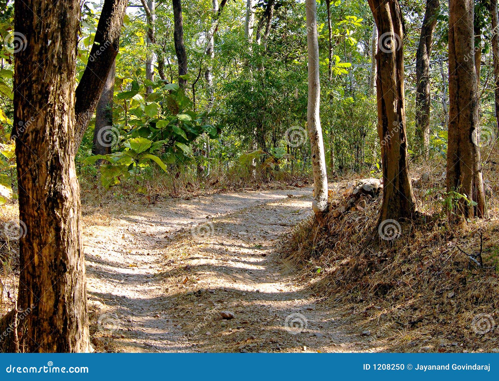 Forest Track stock photo. Image of track, leaves, grass - 1208250