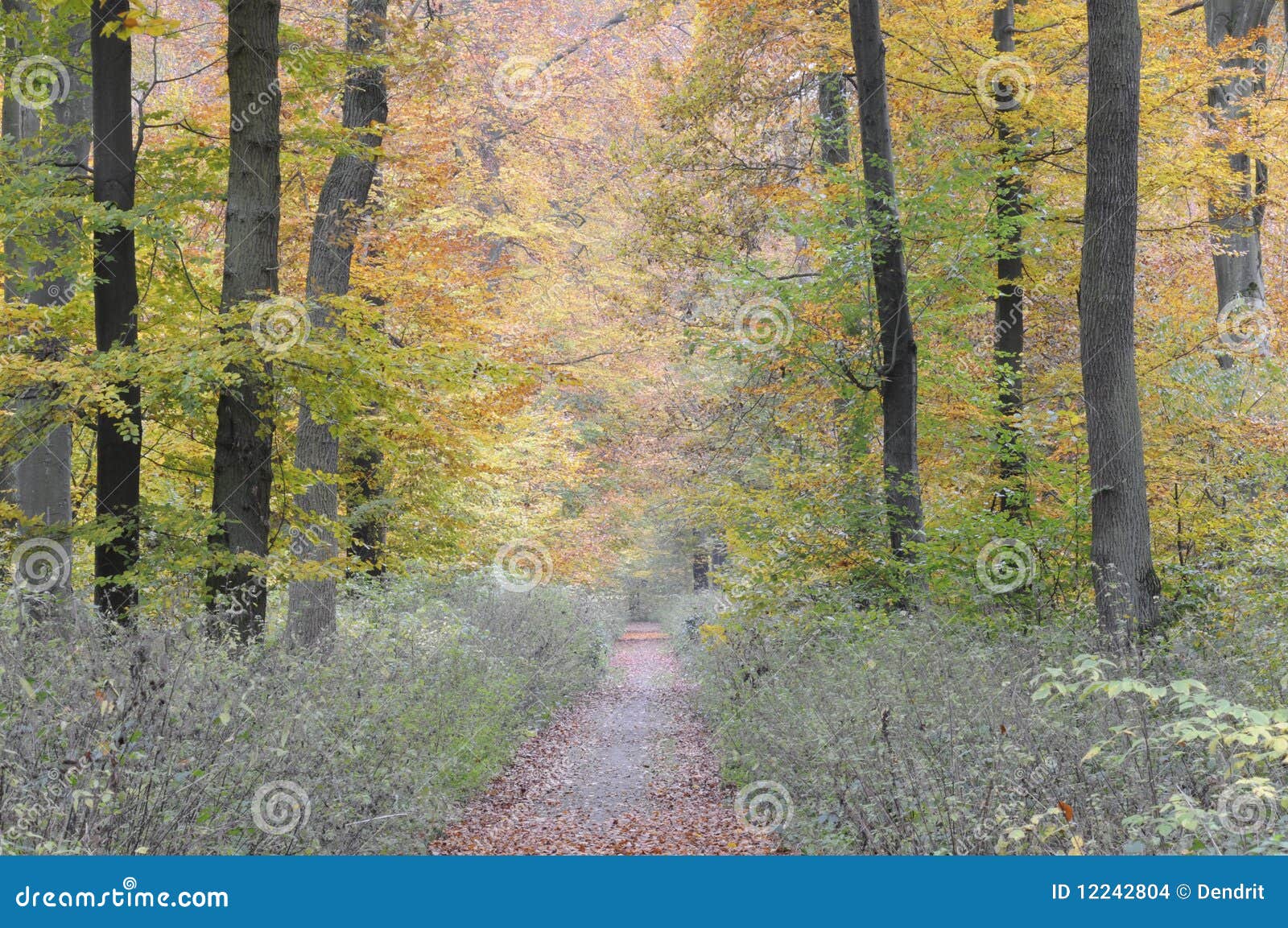 Forest track stock photo. Image of track, wood, forest - 12242804