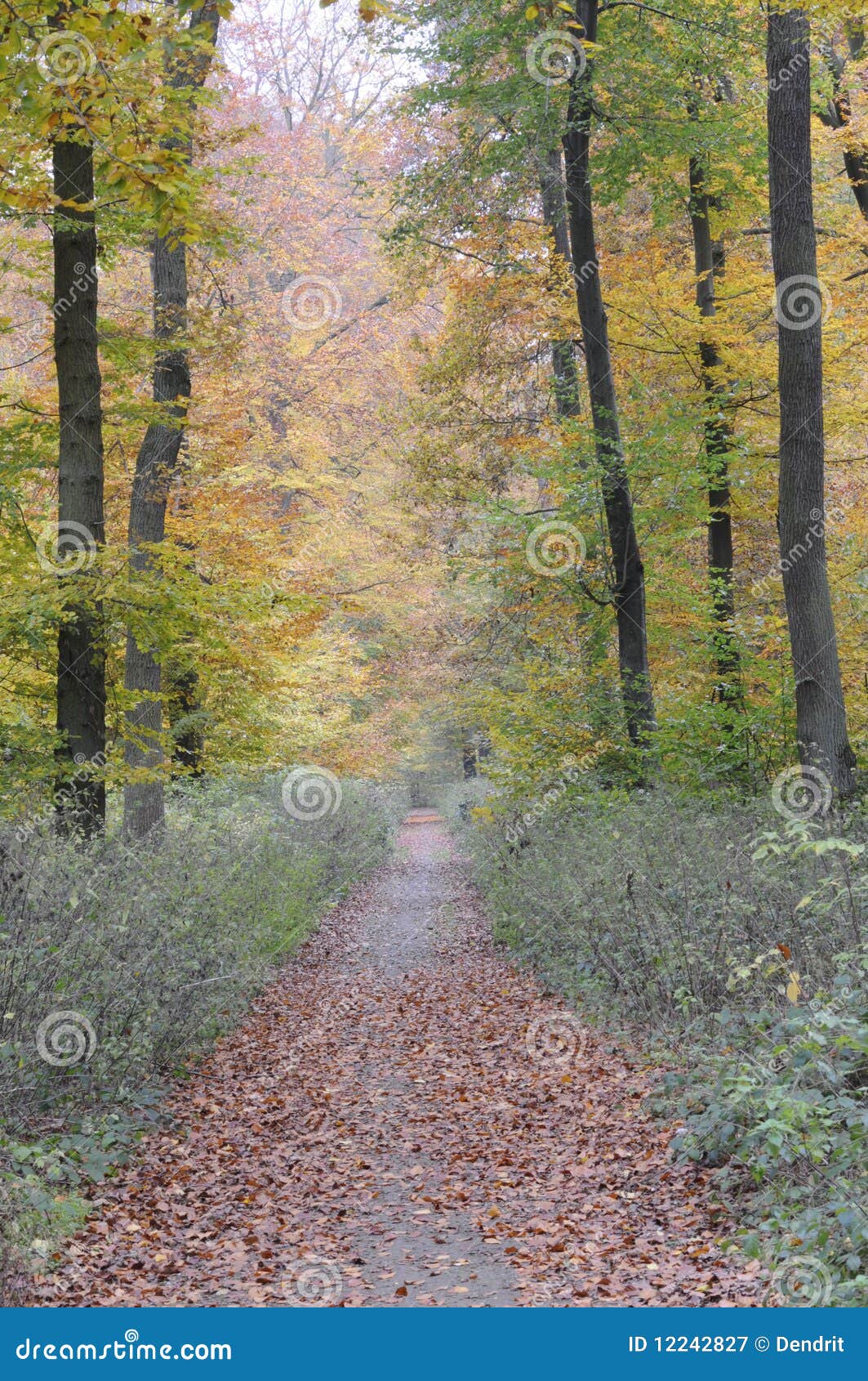 Forest track stock image. Image of autumn, nature, track - 12242827