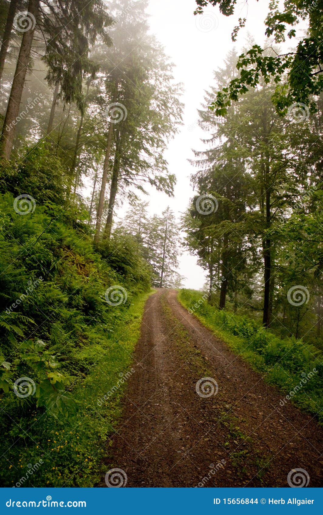 Forest Track Zoom Blur Effect Of Rushing Movement Through Forest ...