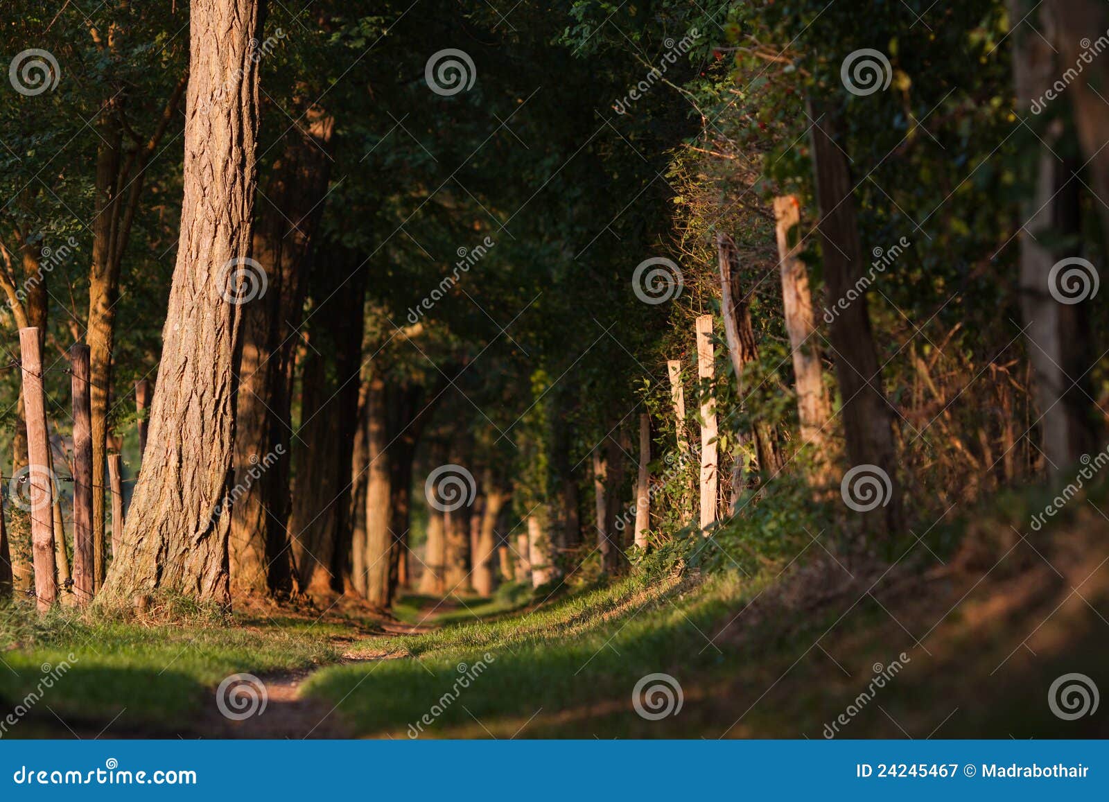 Forest track stock image. Image of evening, alley, trees - 24245467