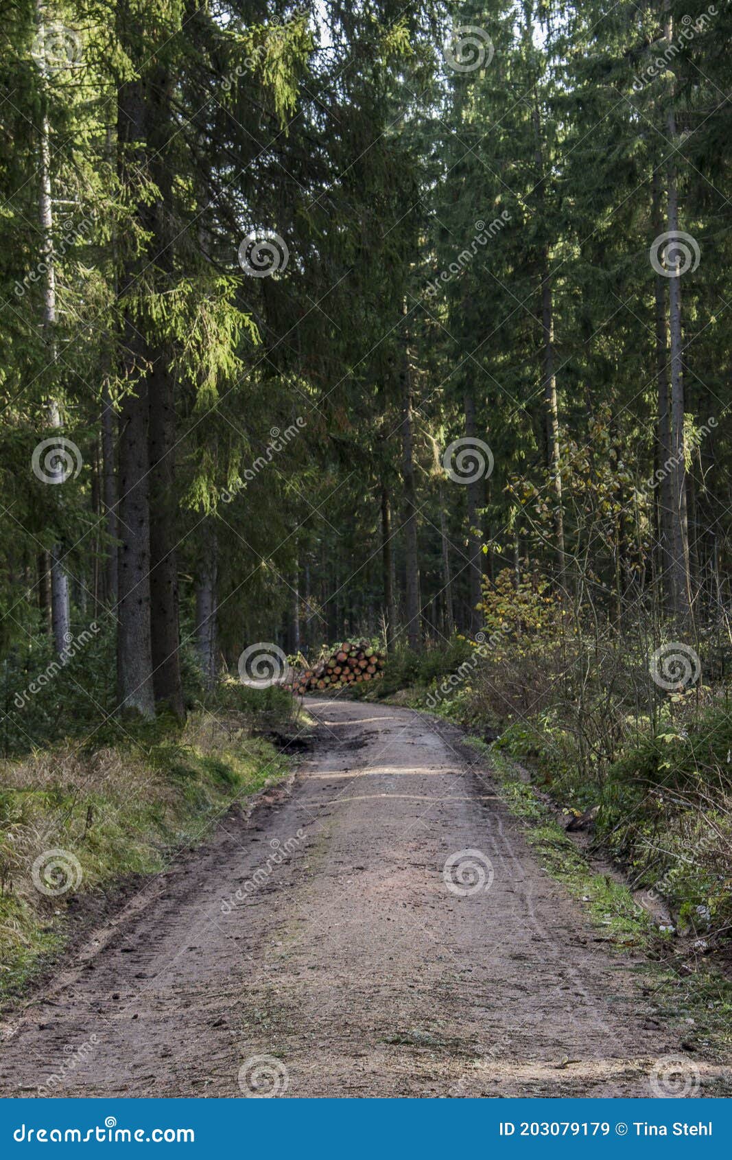 Forest Track through Woods in Autumn Stock Image - Image of vogtland ...
