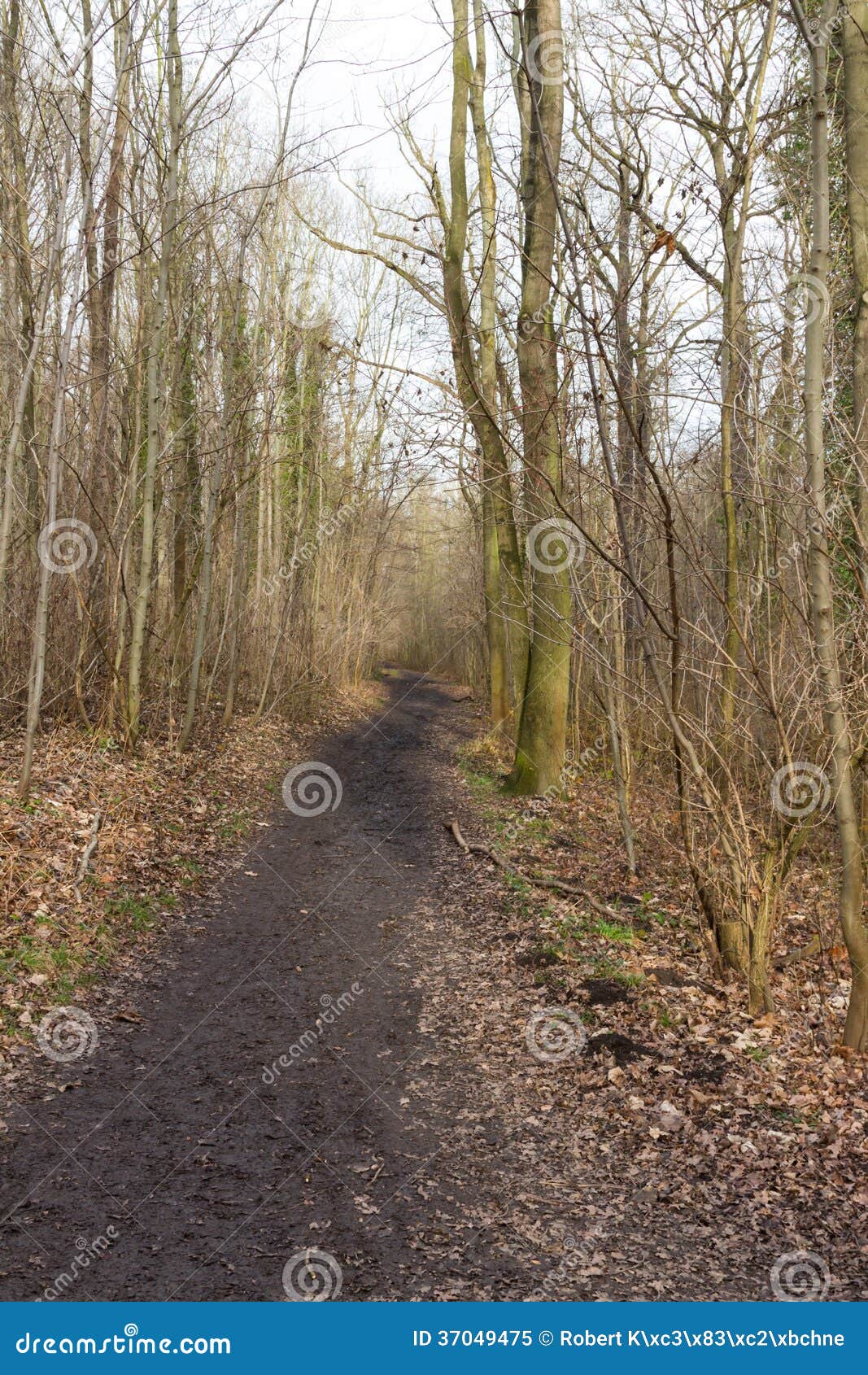 Forest track stock image. Image of silence, rest, sport - 37049475