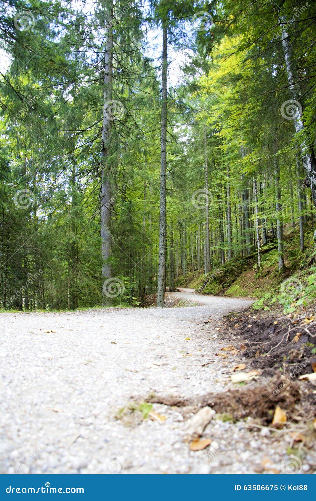 Forest Track stock image. Image of pebbles, path, enjoy - 63506675