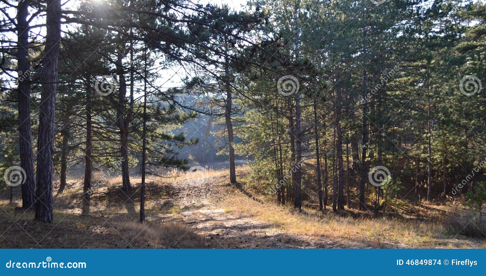 Forest track stock photo. Image of clear, landscape, countryside - 46849874
