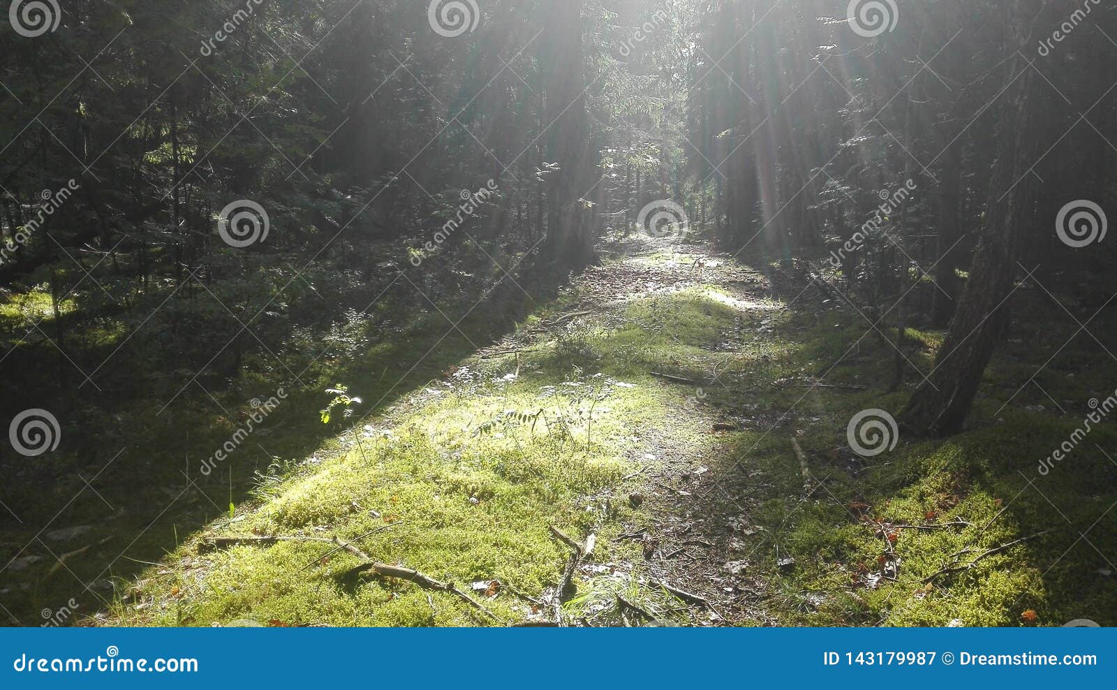 Forest track stock image. Image of walk, track, forest - 143179987