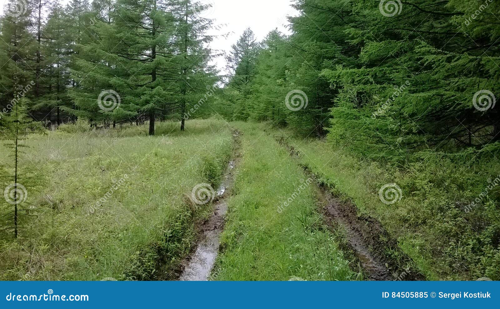Forest track stock image. Image of tide, forest, life - 84505885