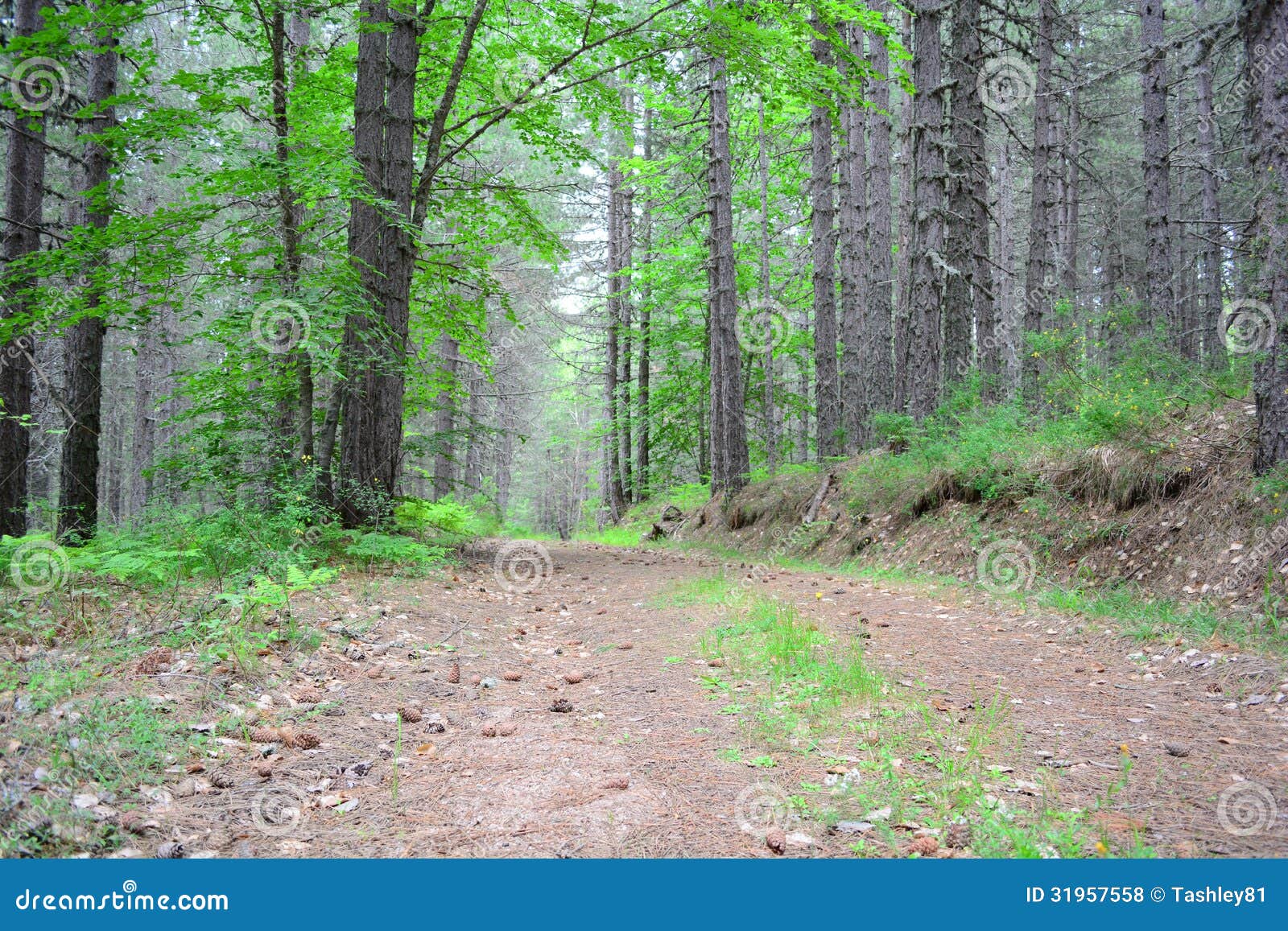Forest track stock photo. Image of woodlands, path, woods - 31957558