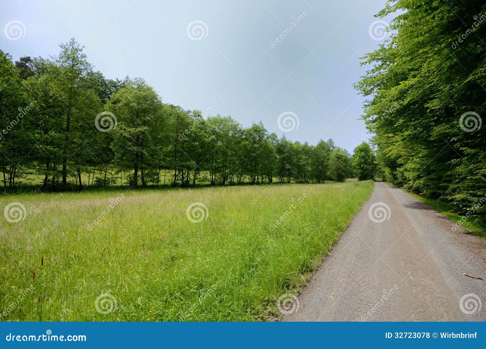 Forest track stock photo. Image of street, trees, fields - 32723078