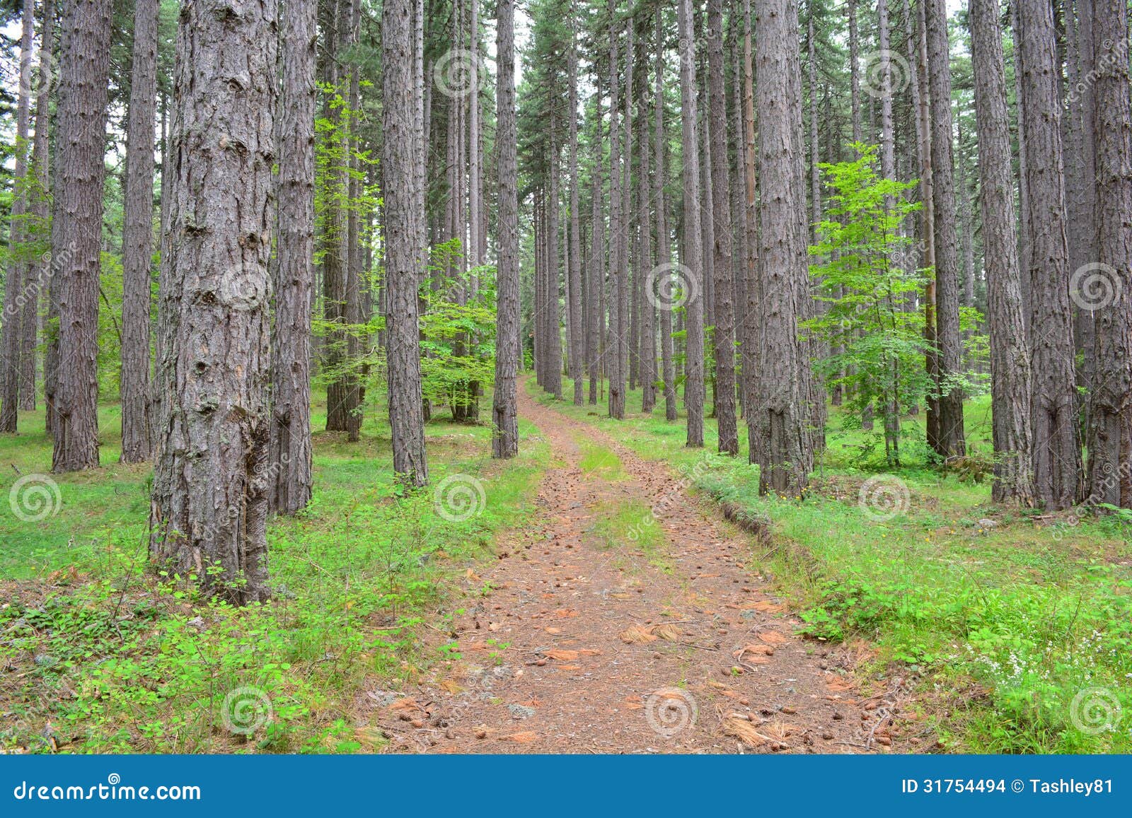 Forest track stock photo. Image of trees, woods, forest - 31754494