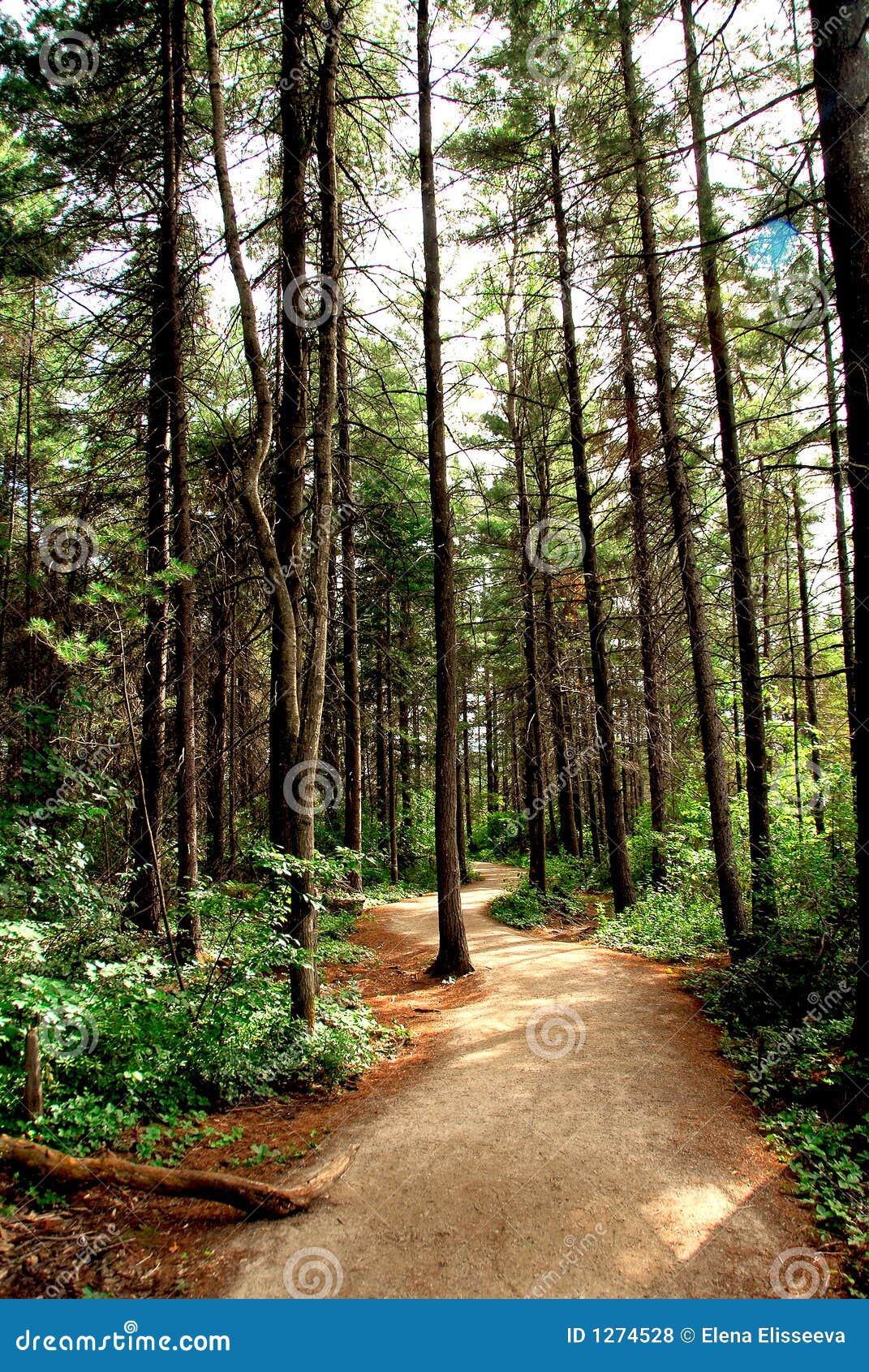 Forest trail stock photo. Image of green, protect, nature - 1274528