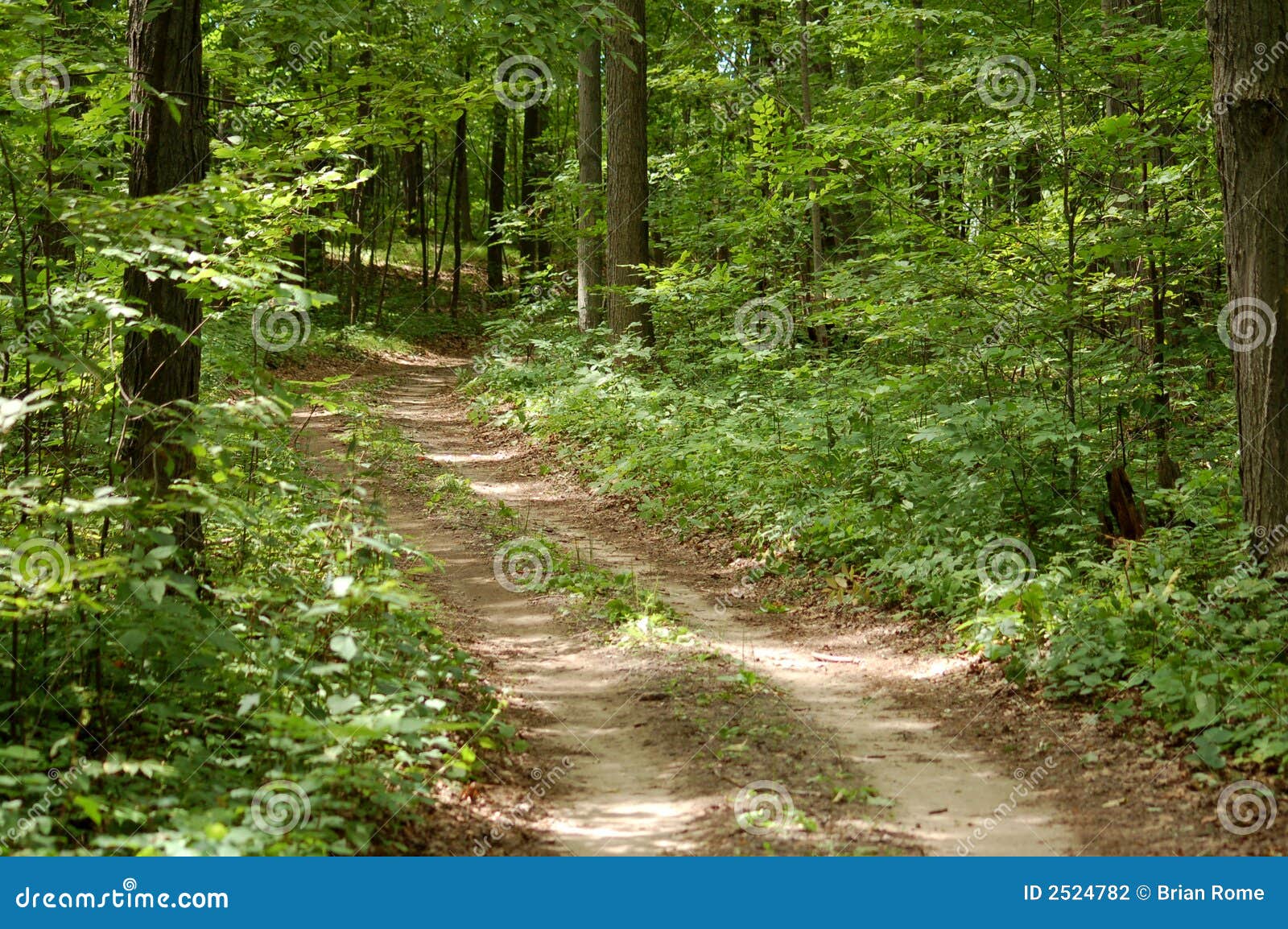 Forest Trail stock photo. Image of moss, plants, botanical - 2524782