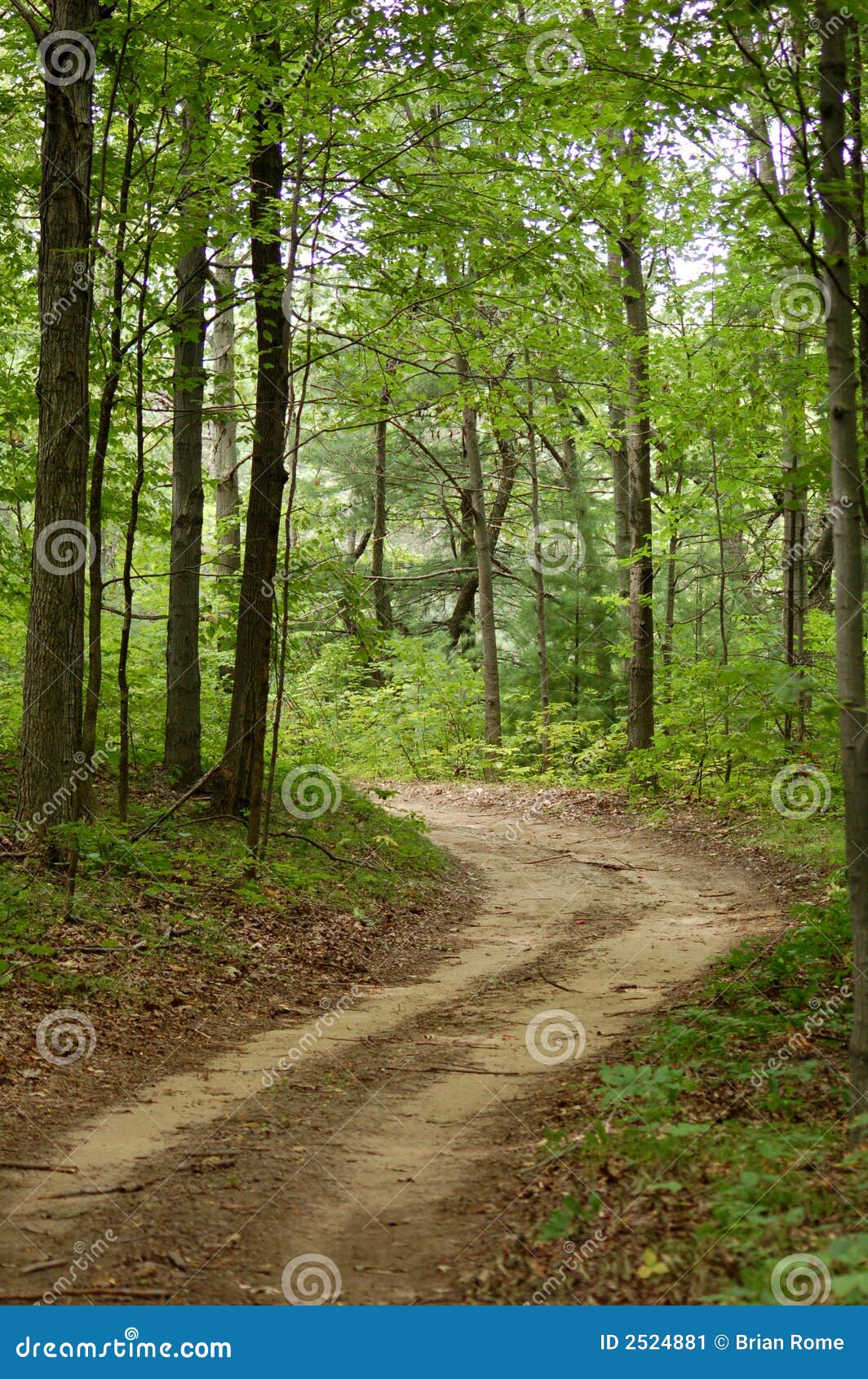 Forest Trail stock image. Image of landscape, season, spring - 2524881