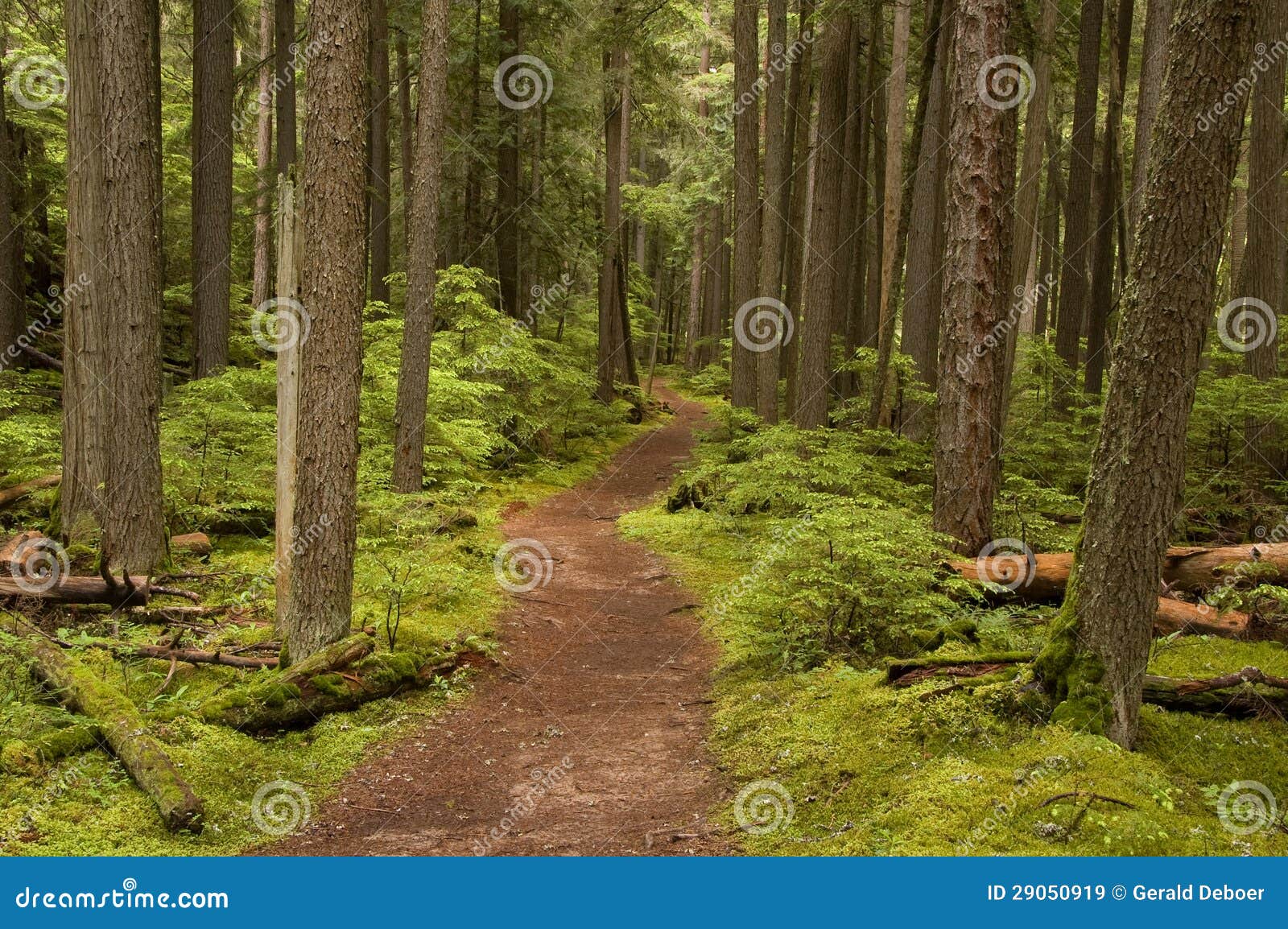 Forest Trail stock image. Image of nature, environment - 29050919