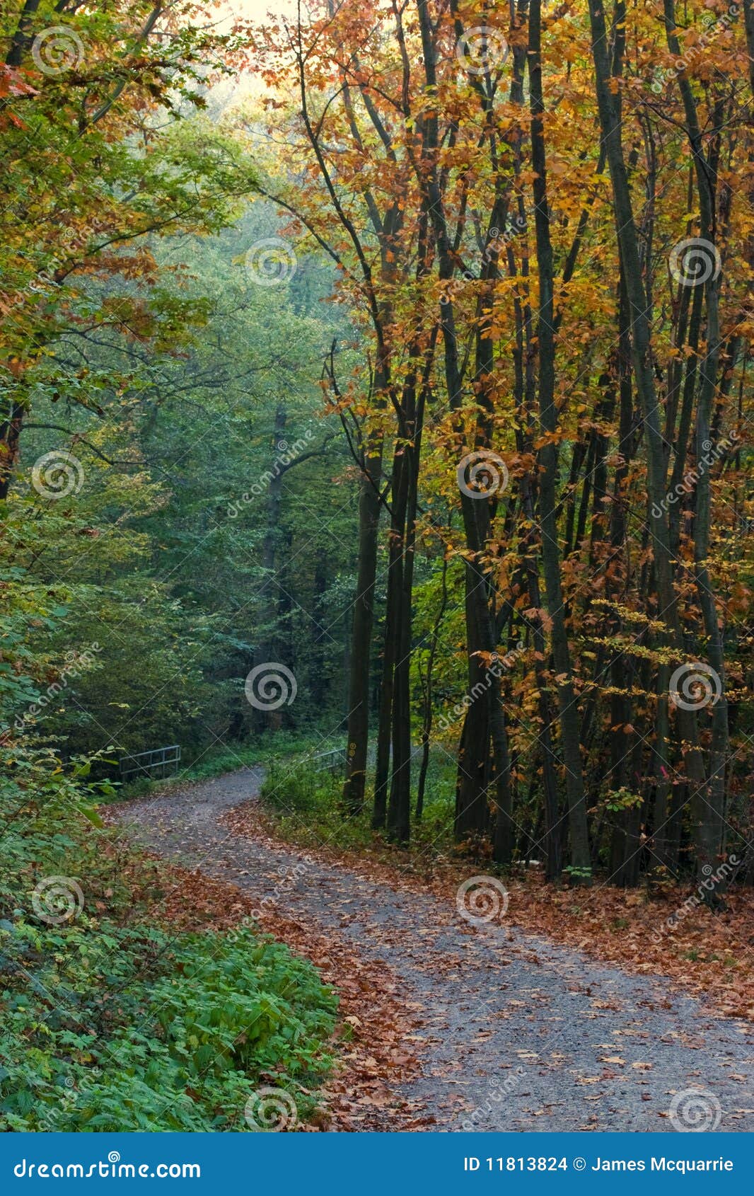 Forest trail in Autumn stock photo. Image of scenery - 11813824