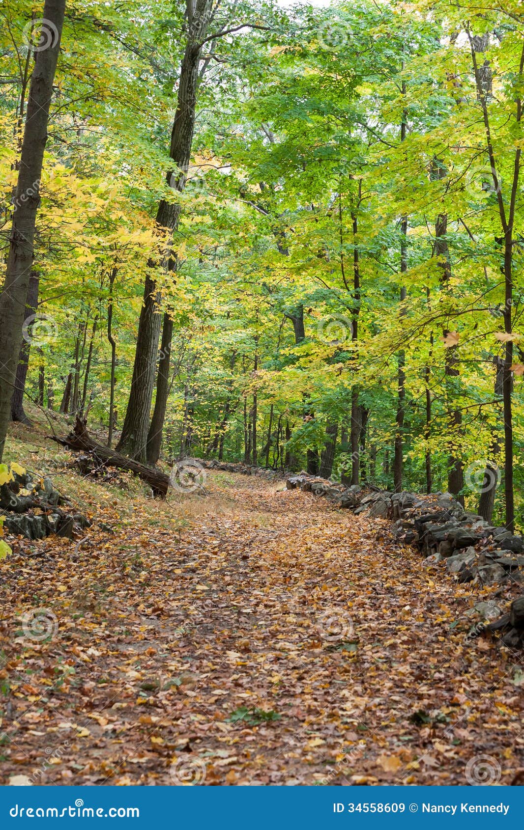 Forest Trail stock image. Image of stone, trees, vertical - 34558609