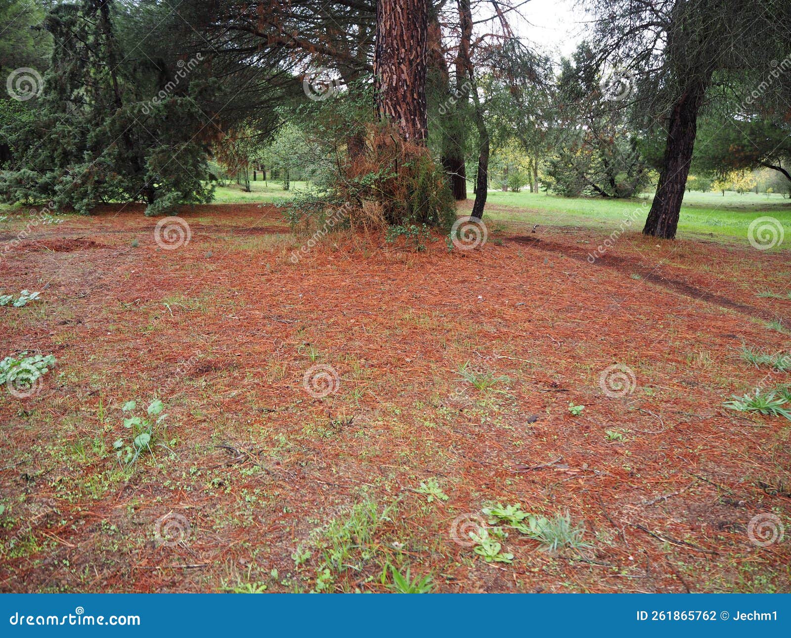 Forest Trail in Autumn on a Rainy and Cold Day. Autumn Concept Stock ...