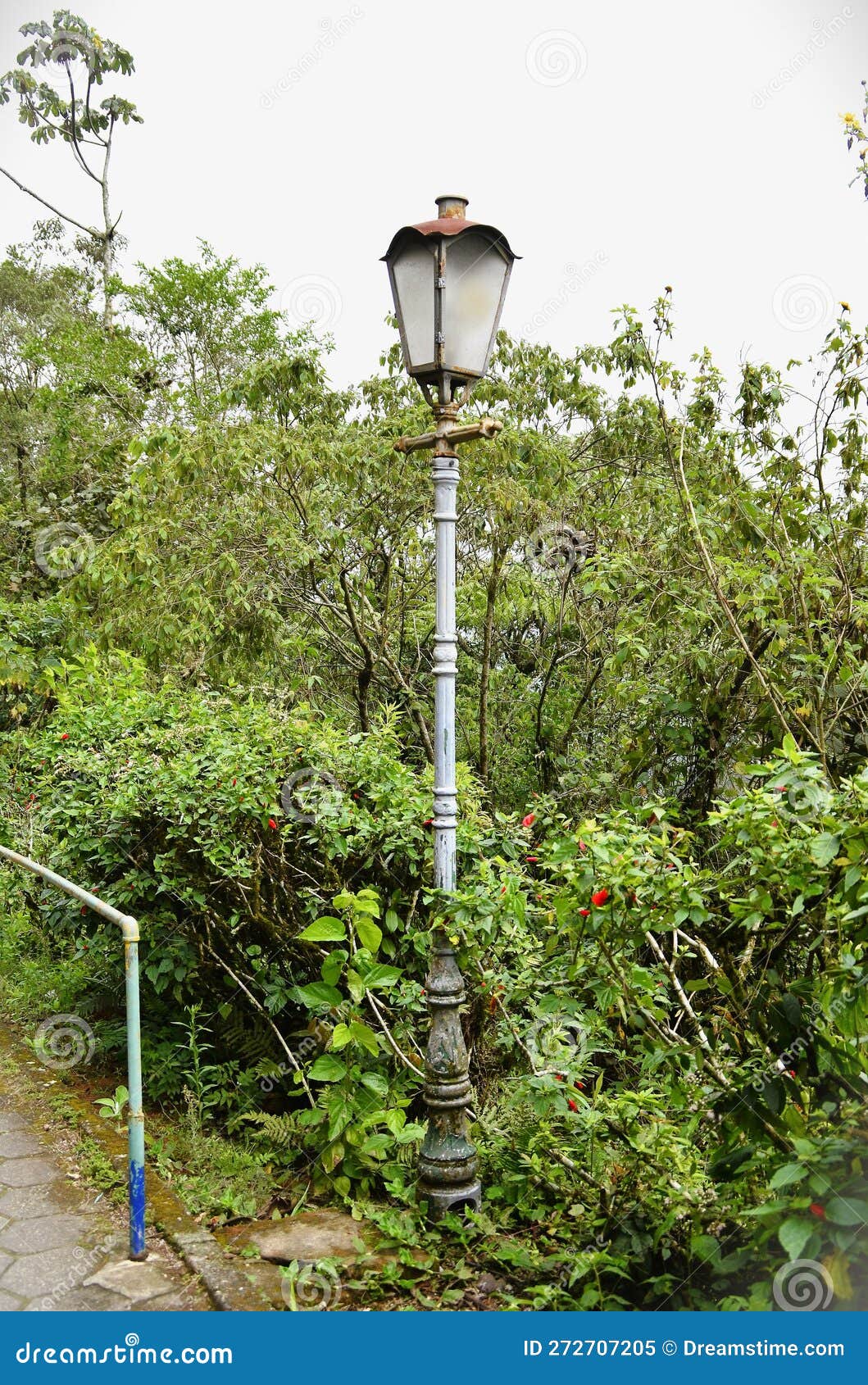 A Beautiful Street Lamp on the Forest Trail Stock Image - Image of ...