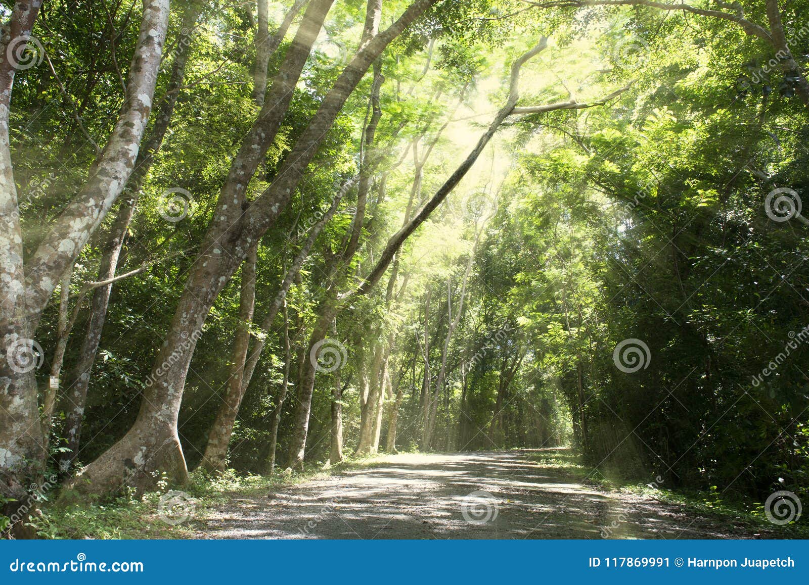 Forest Trail and Big Green Tree with Sun Ray Stock Image - Image of ...