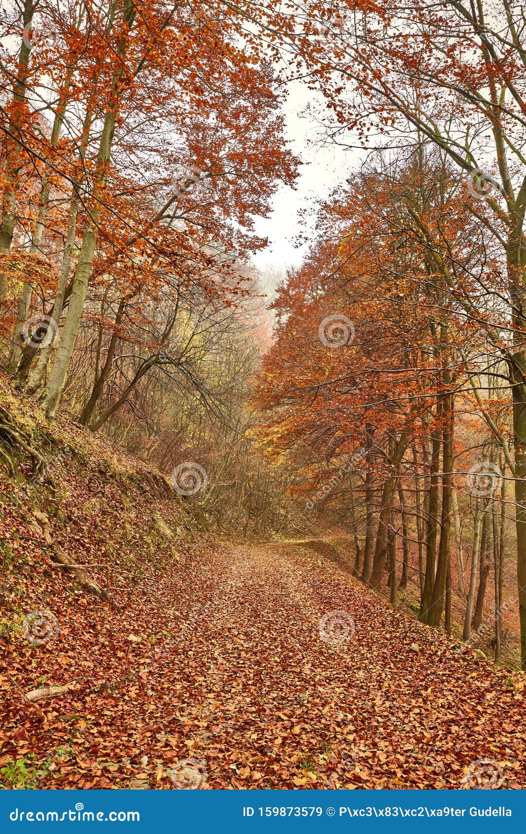Autumn forest trail stock image. Image of landscape - 159873579