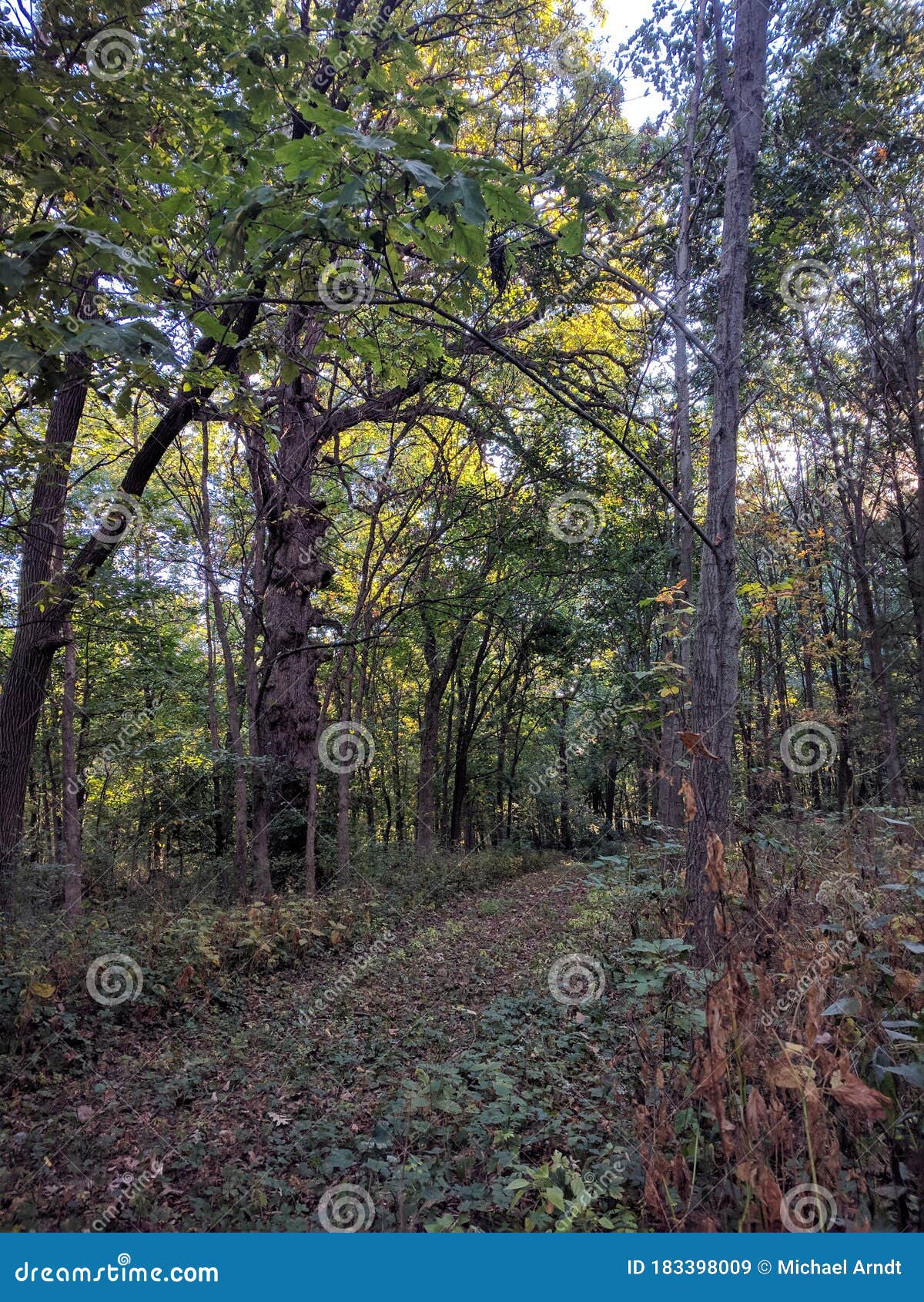 Forest Trail in Daylight stock image. Image of branch - 183398009