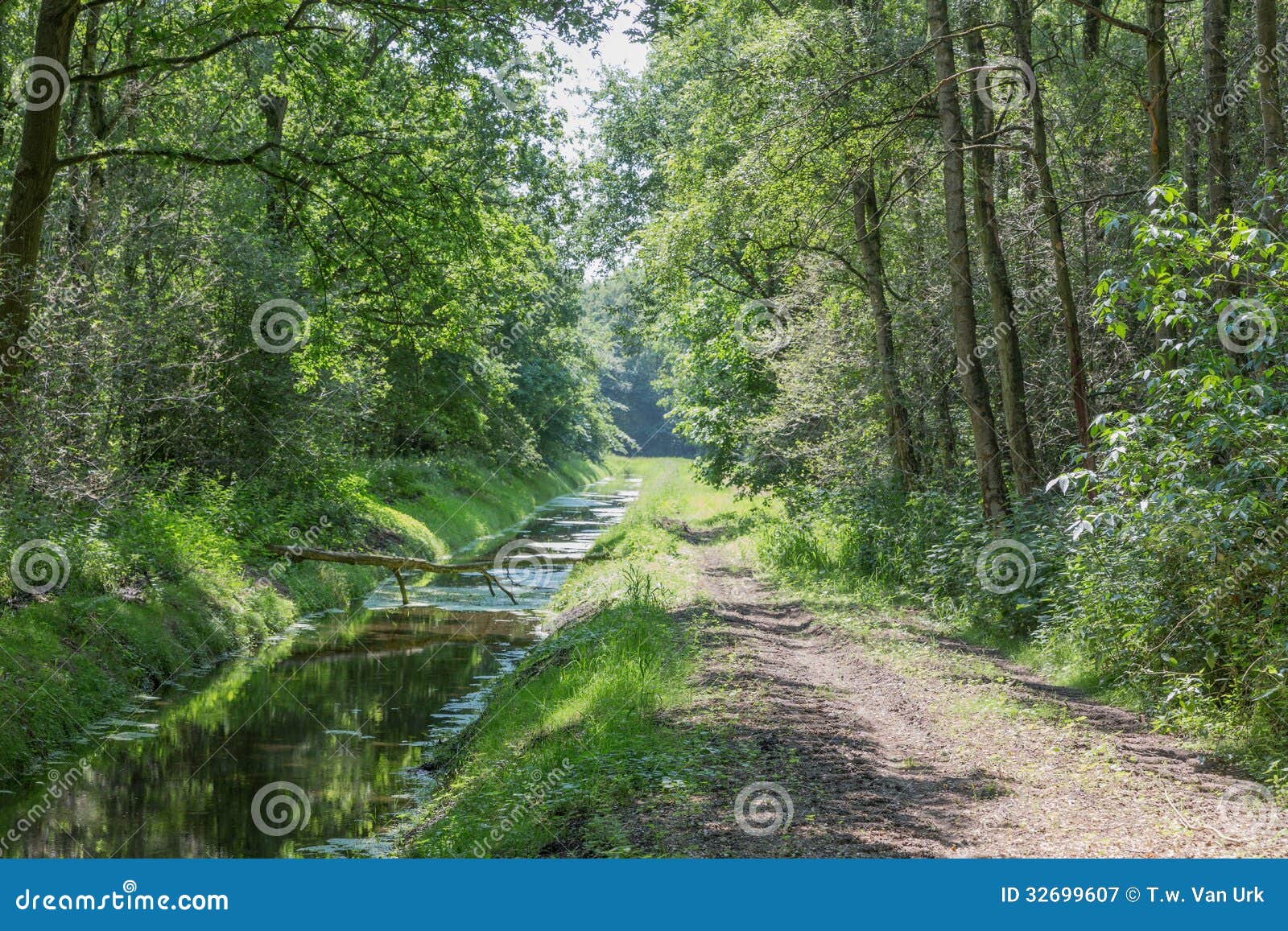 Forest Trail and Ditch with Sunlight through the Trees Stock Image ...