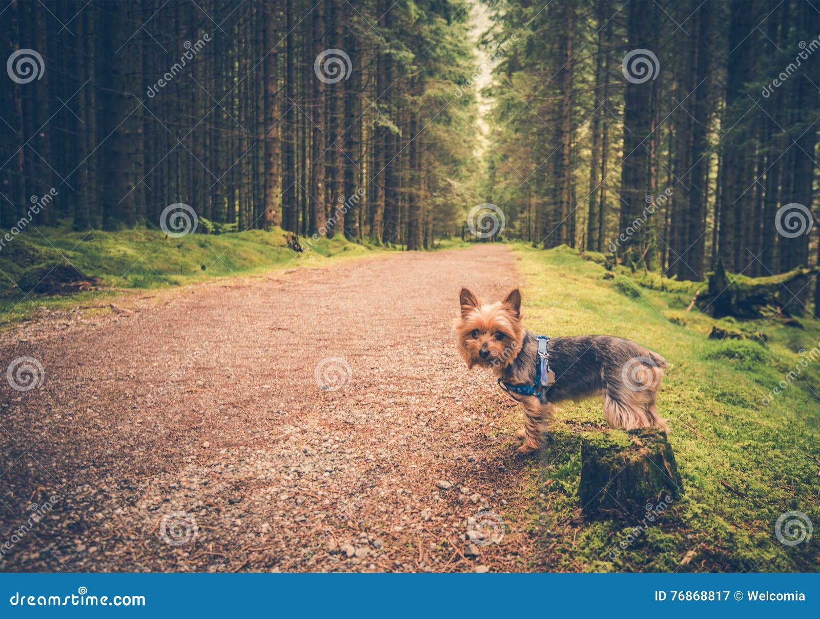 Forest Trail Dog Walk stock image. Image of walk, trail - 76868817