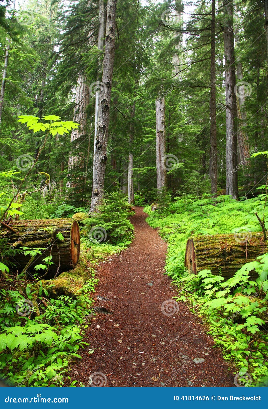 Forest trail stock photo. Image of environment, pristine - 41814626