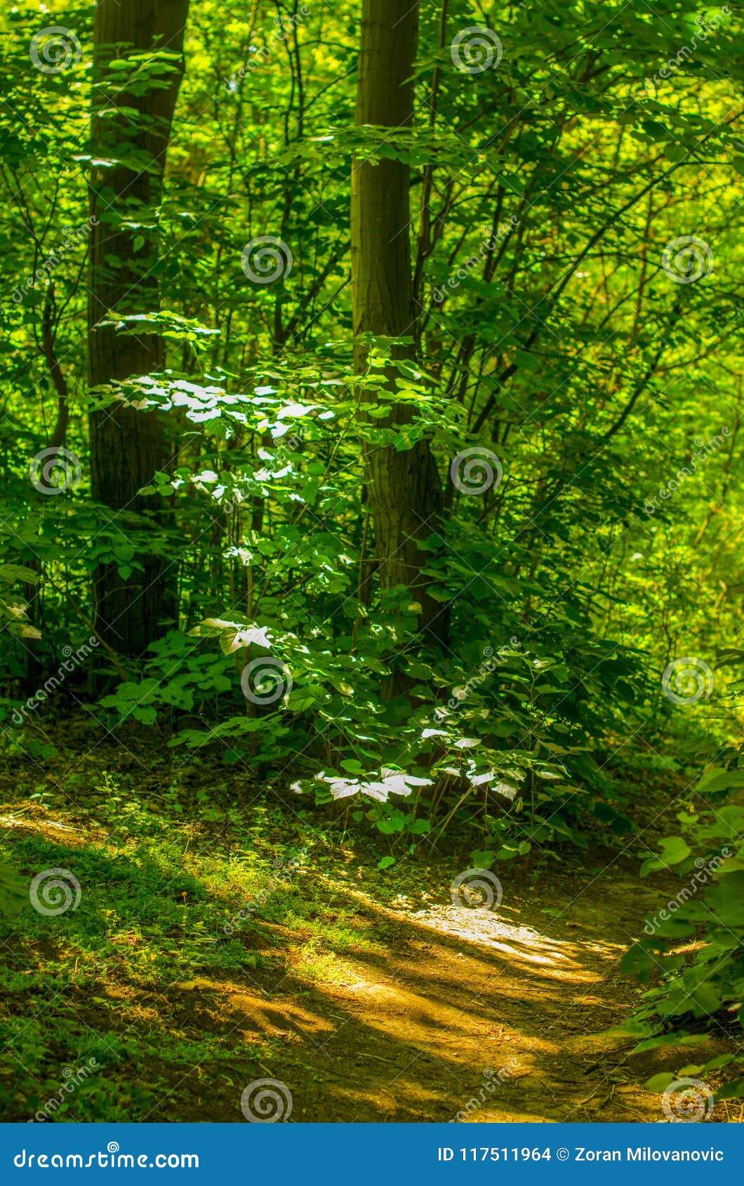 Forest Path Illuminated by the Sun Stock Photo - Image of treetop ...