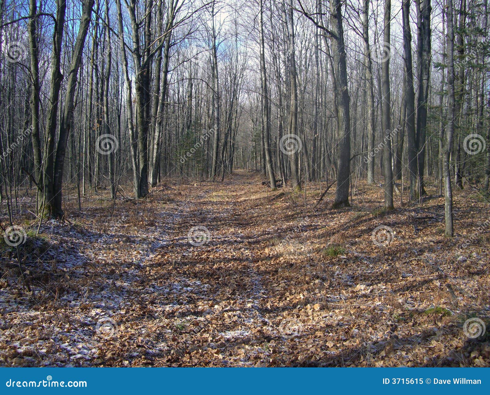 Forest trail landscape stock image. Image of forest, grass - 3715615