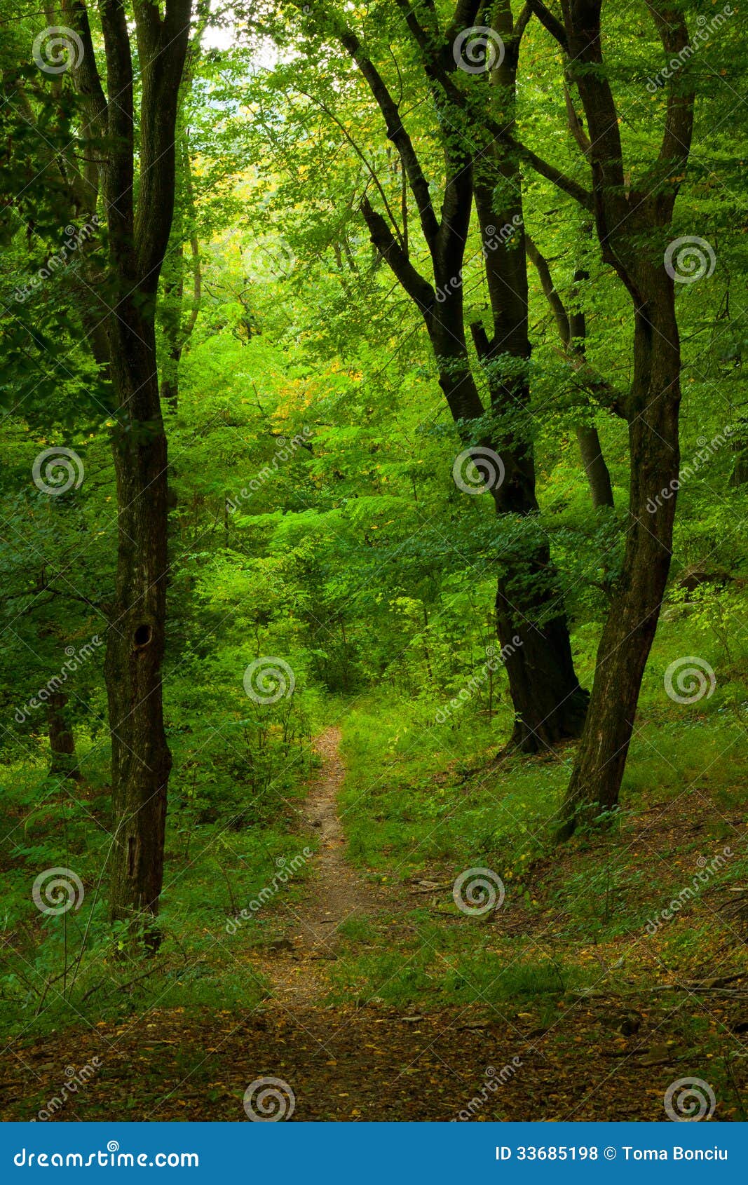 Forest trail stock photo. Image of environment, ecology - 33685198