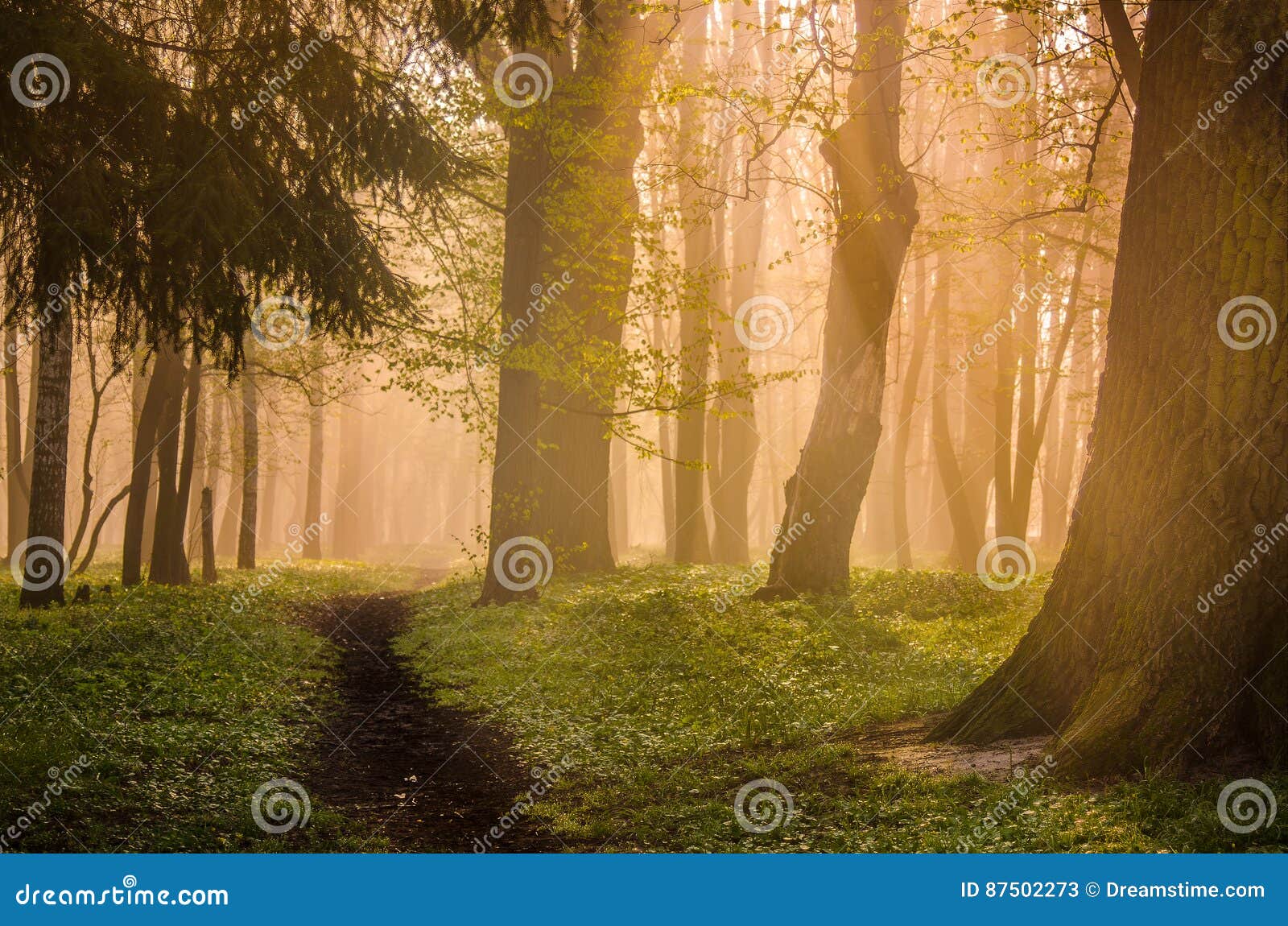 Forest Trail in the Morning Stock Image - Image of light, sunlight ...