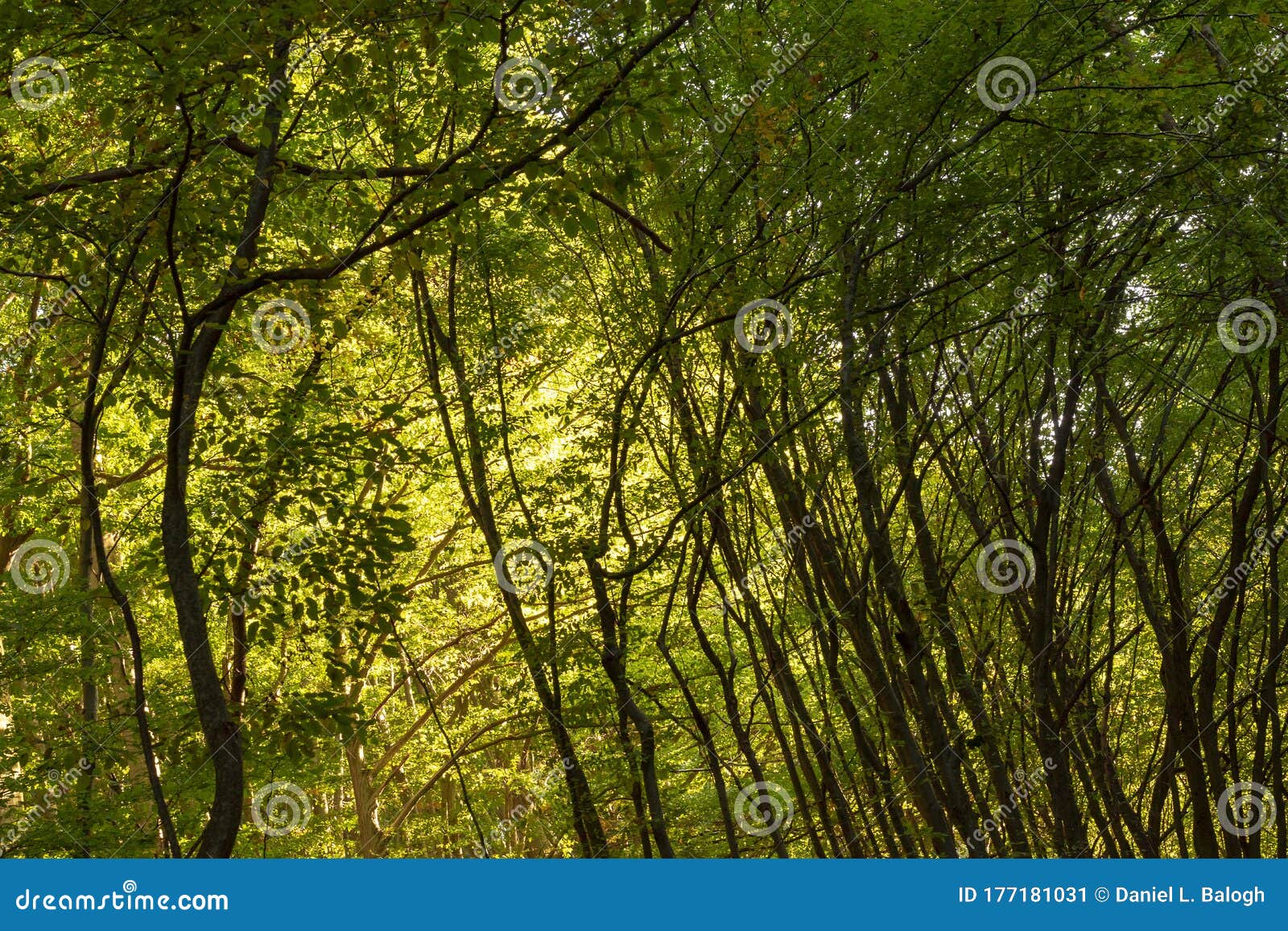 Forest Scenery stock image. Image of obanya, wood, hungary - 177181031