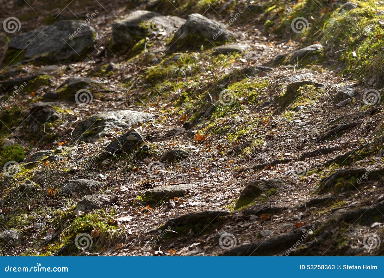 Forest Trail Over Rocks, Stones and Green Grass in Early Spring Stock ...